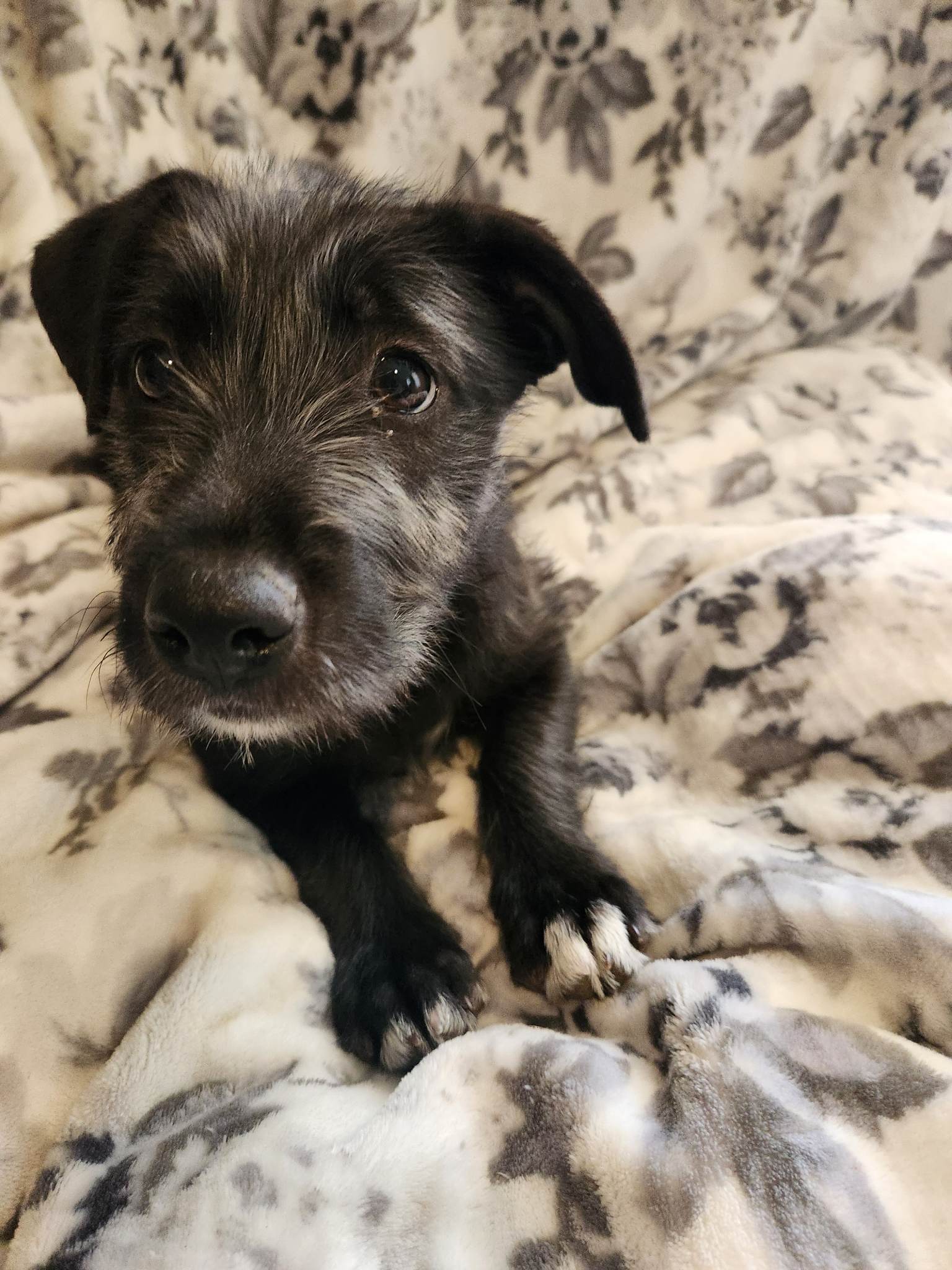 Dog for Adoption - Nineties Kids ~ Alanis, a Terrier in Vinton County ...