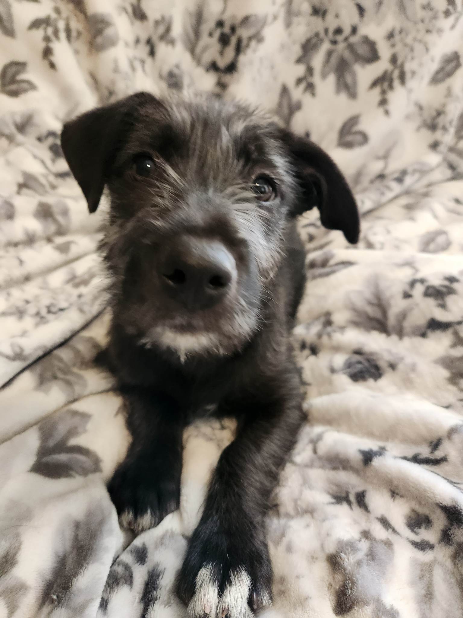 Dog for Adoption - Nineties Kids ~ Alanis, a Terrier in Vinton County ...