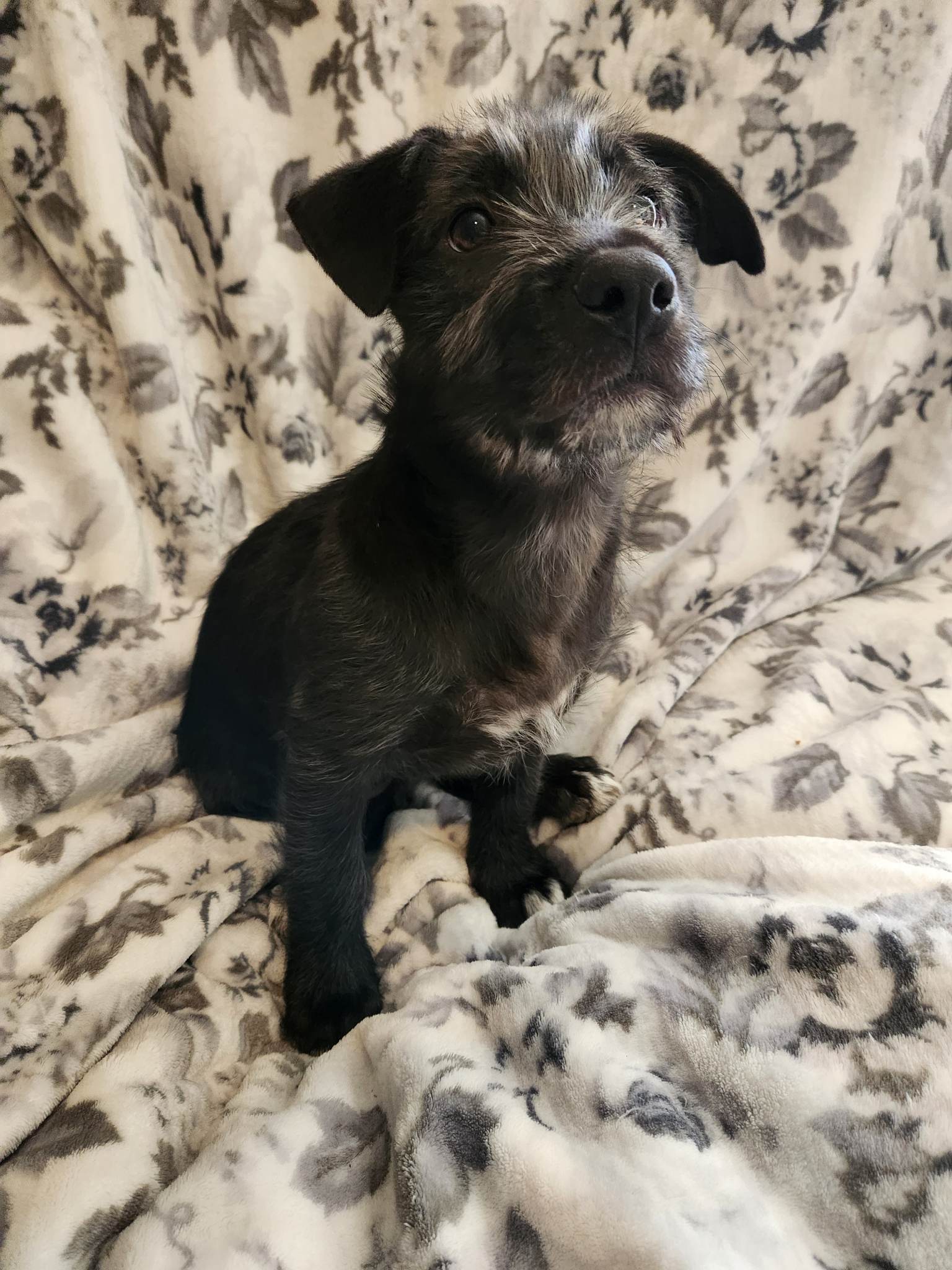 Dog for Adoption - Nineties Kids ~ Alanis, a Terrier in Vinton County ...