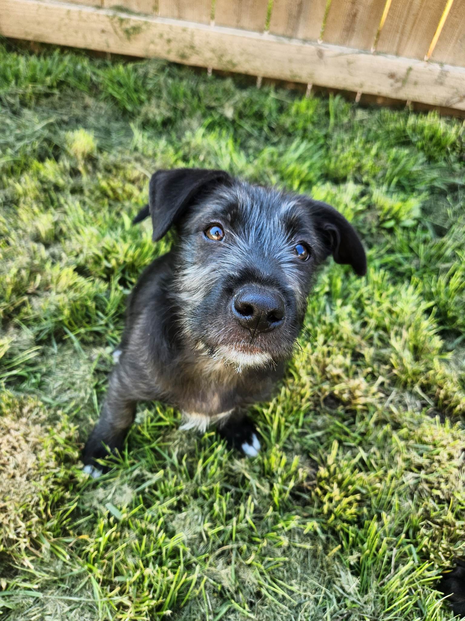 Dog for Adoption - Nineties Kids ~ Alanis, a Terrier in Vinton County ...