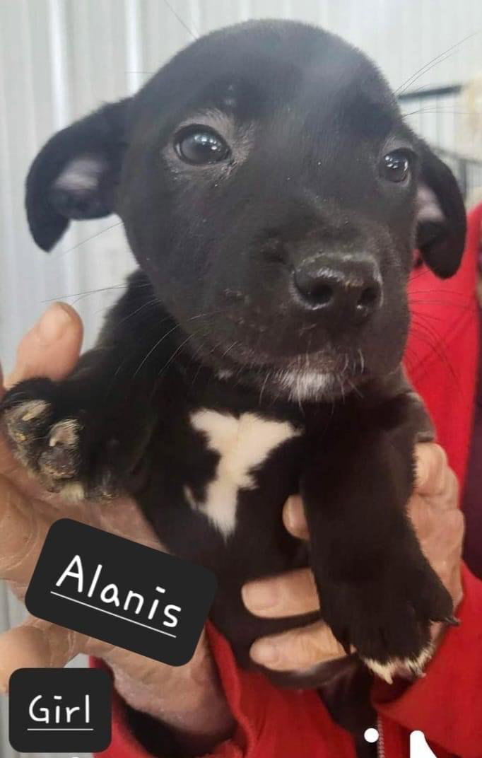 Dog for Adoption - Nineties Kids ~ Alanis, a Pit Bull Terrier in ...