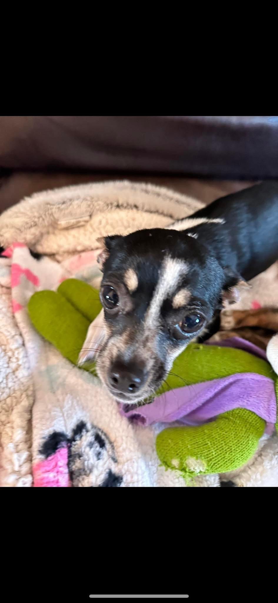 Dog for Adoption - Church Babies - Faith, a Chihuahua in Plain City, OH ...