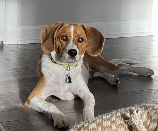 Beagle Bros ~ Finch's Web Page