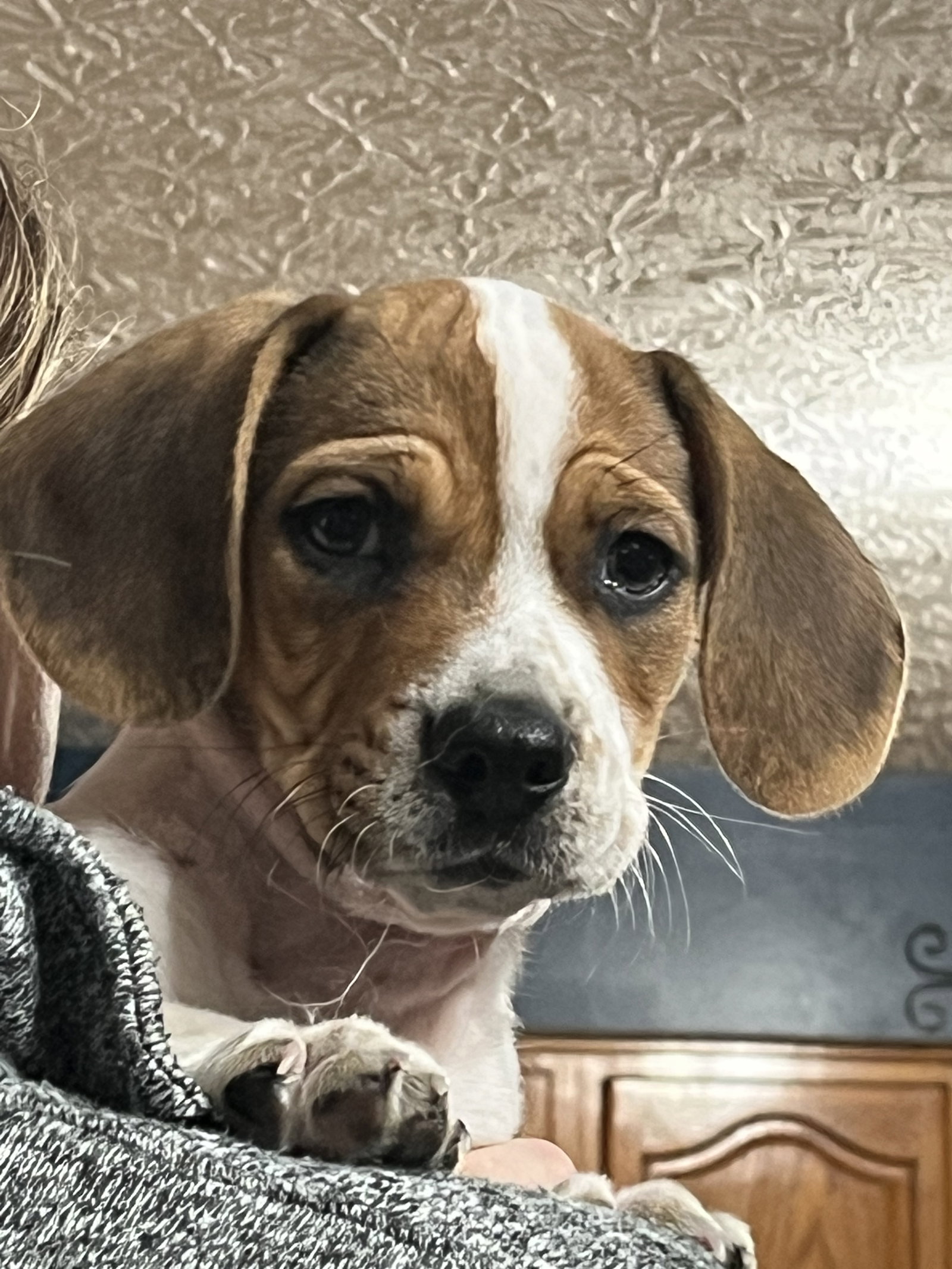 Beagle Bros ~ Remy's Web Page