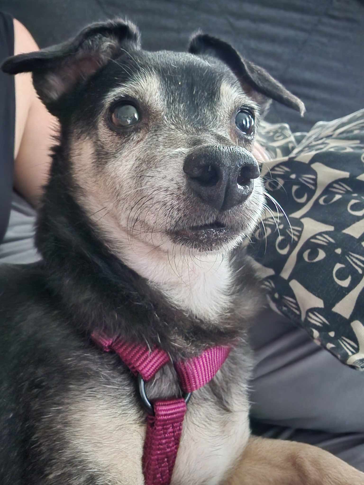 Dog for Adoption - Cutie Pie Evie *Foster to Adopt*, a Chihuahua in ...