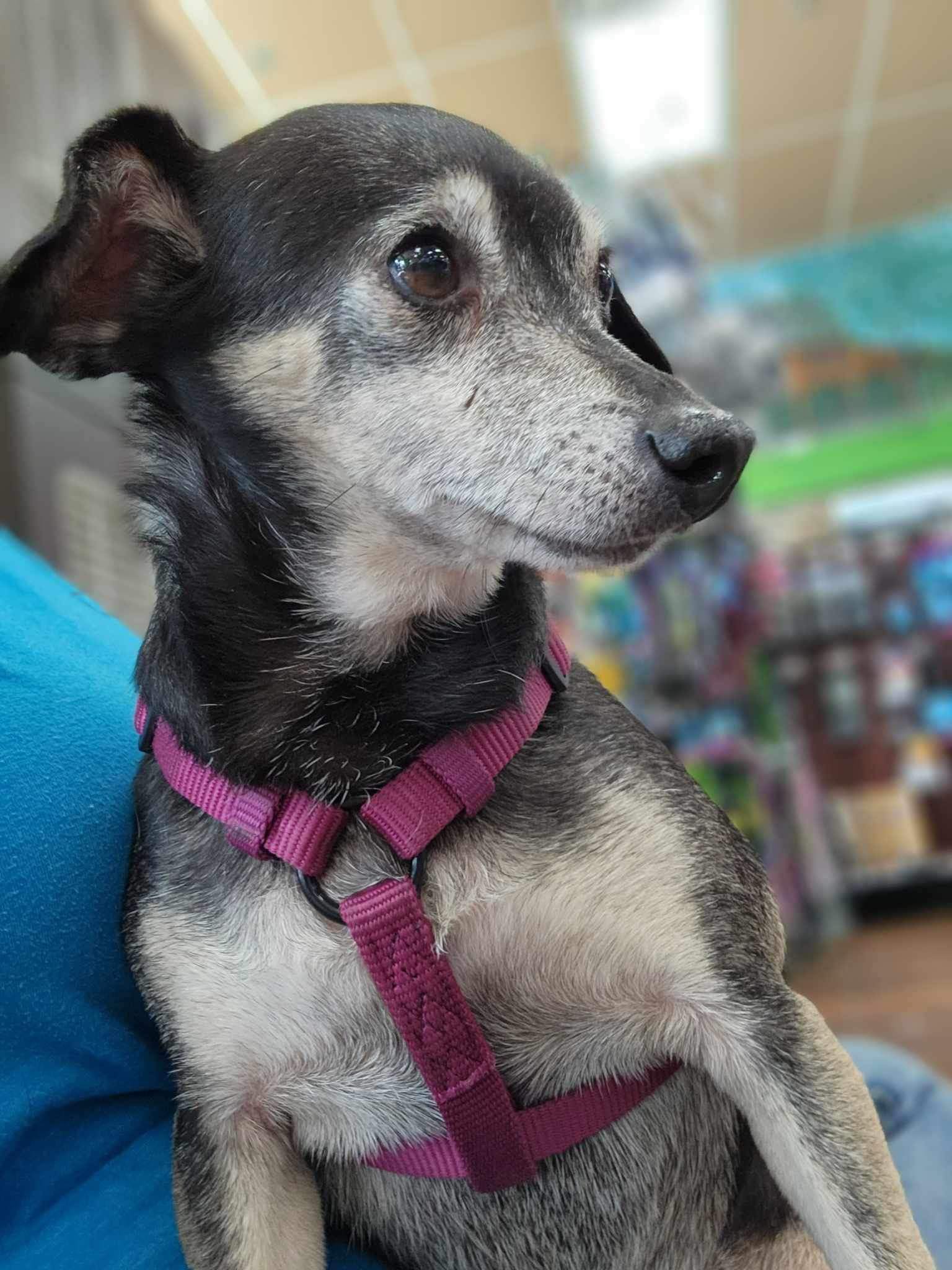 Dog for Adoption - Cutie Pie Evie *Foster to Adopt*, a Chihuahua in ...
