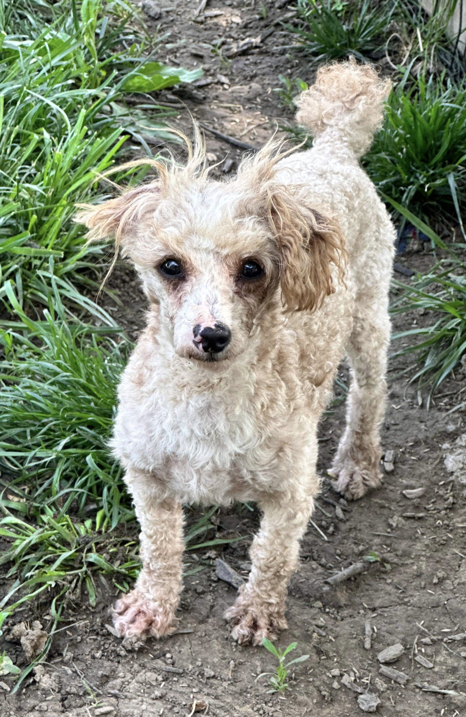 Dog for Adoption - Poodle Parade ~ Flash, a Poodle (unknown type) in ...