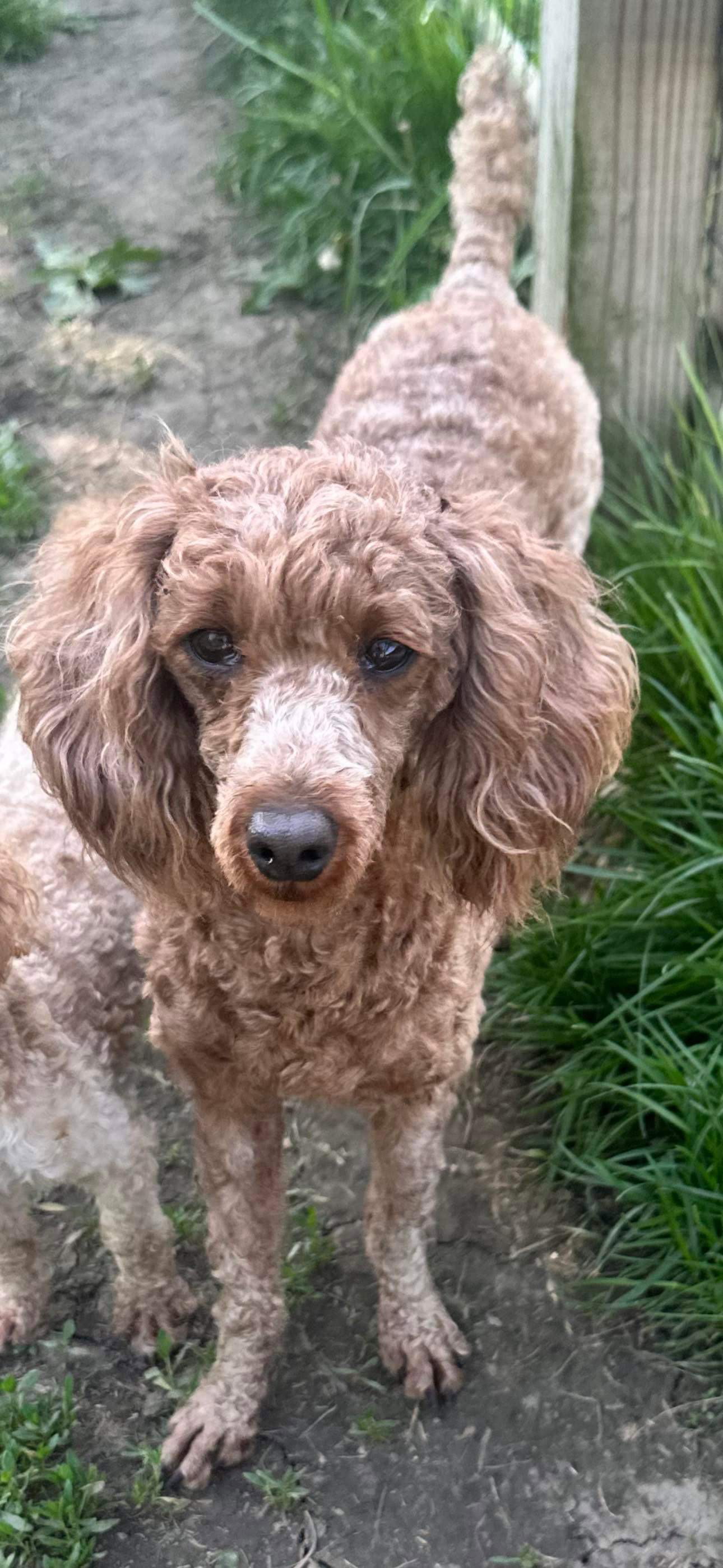 Dog for Adoption - Poodle Parade ~ Wiggles, a Poodle (unknown type) in ...