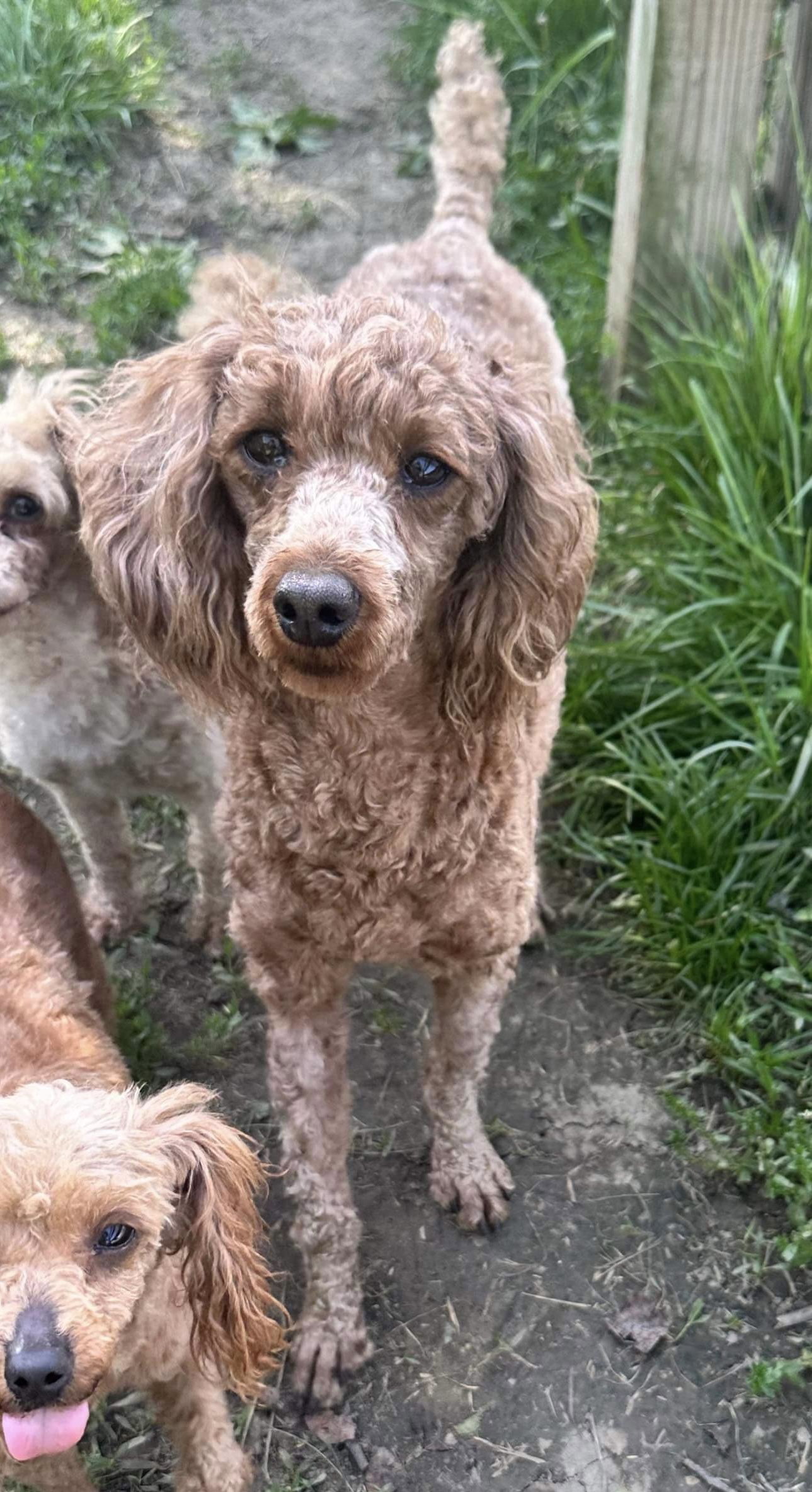 Dog for Adoption - Poodle Parade ~ Wiggles, a Poodle (unknown type) in ...