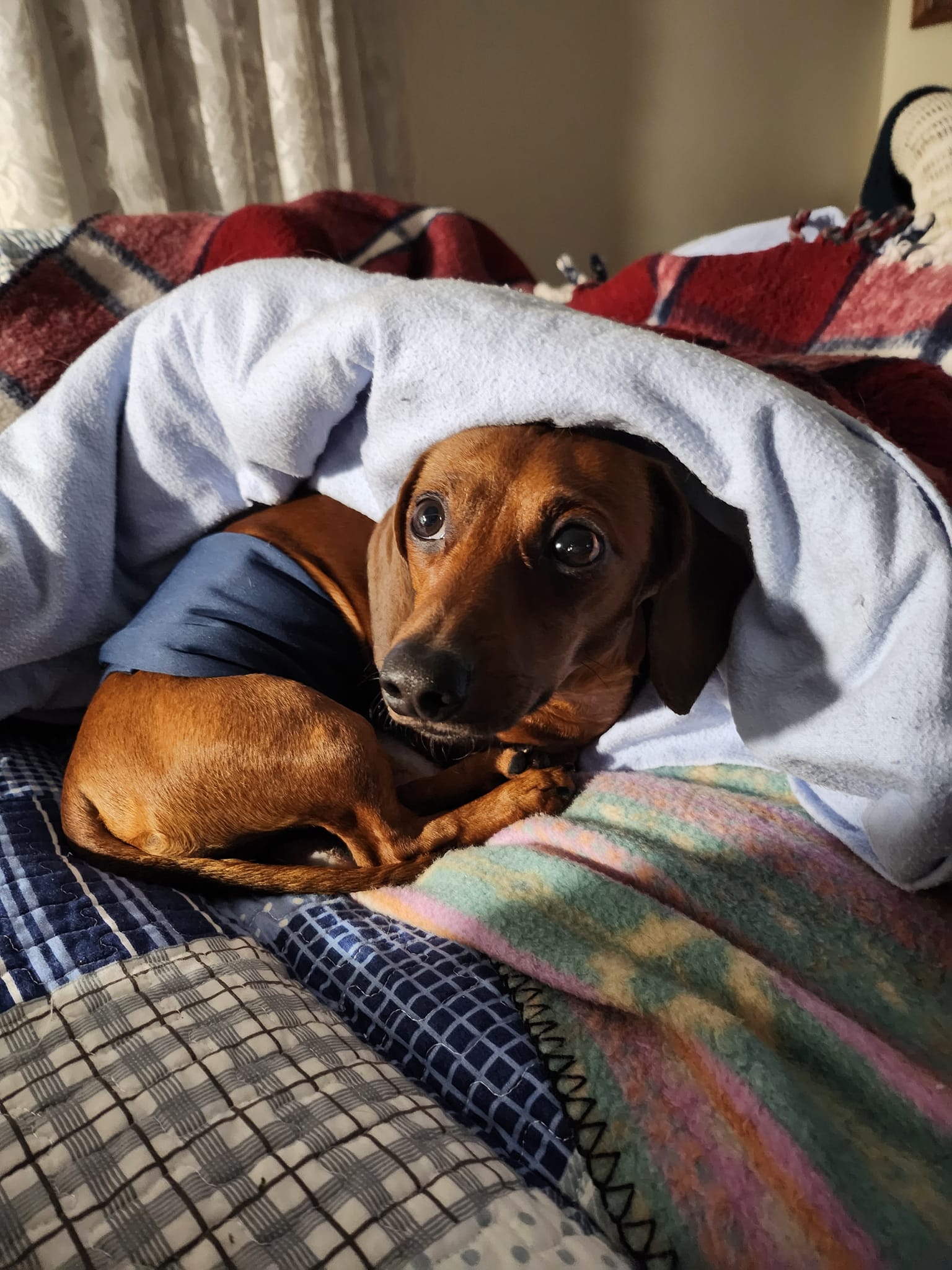 Dog for Adoption - Willie, a Dachshund in Columbus, OH | Alpha Paw