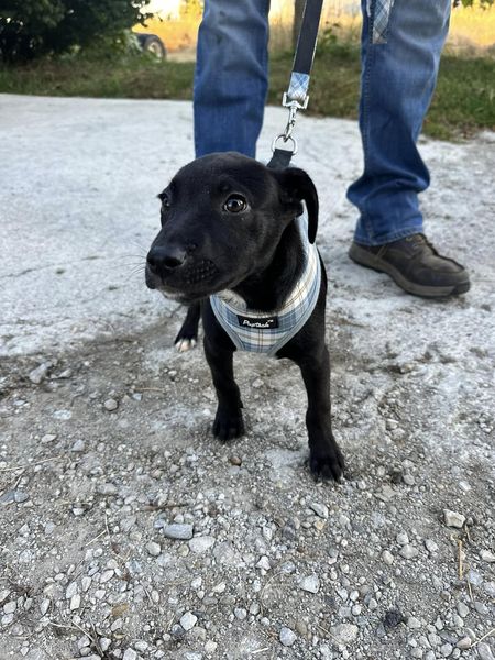 Dog for Adoption - Hocus Pocus Sisters - Sarah, a Border Collie in ...