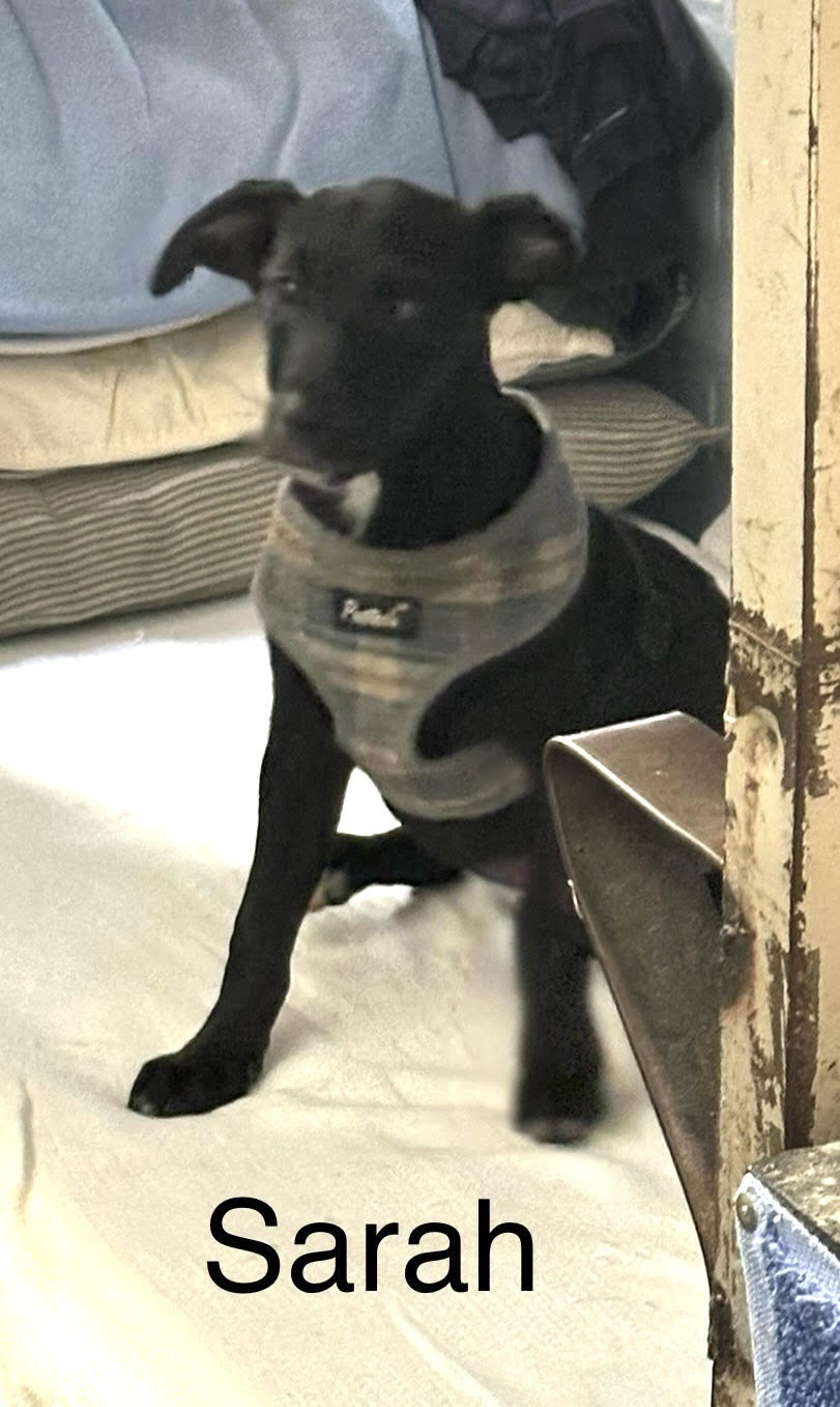 Dog for Adoption - Hocus Pocus Sisters - Sarah, a Border Collie in ...