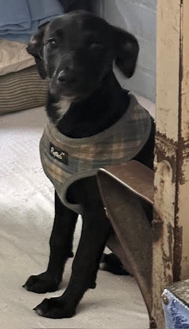 Dog for Adoption - Hocus Pocus Sisters - Sarah, a Border Collie in ...