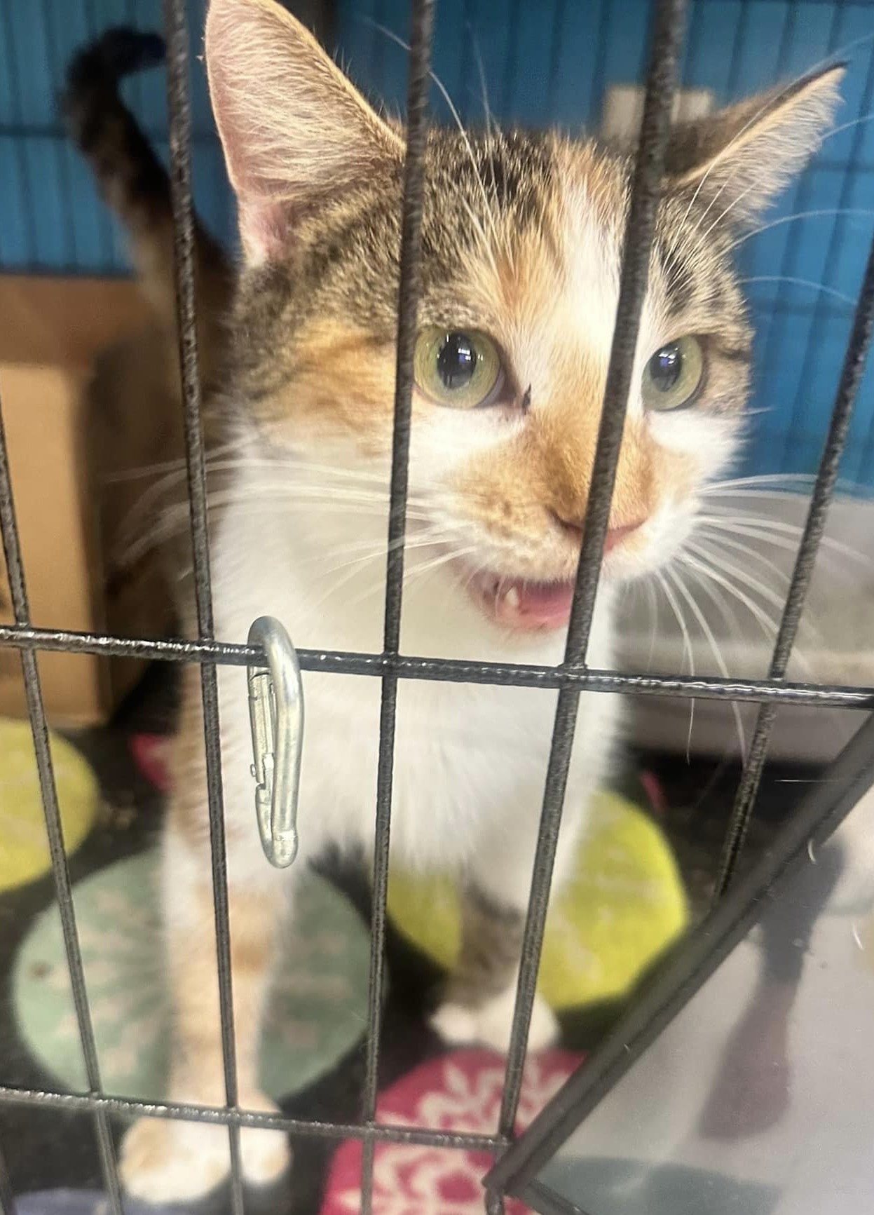 Ava (kitty)'s Web Page