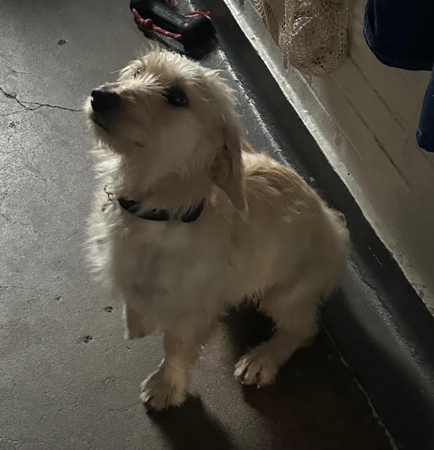 Dog adoption in Ashville, OH 43103: Wheaten Terrier / Mixed Dog "Winifred"