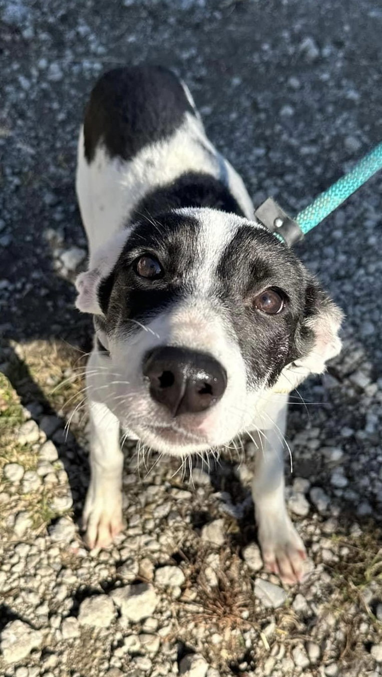 Dog for Adoption - Dani Girl, a Beagle in Lewis Center, OH | Alpha Paw