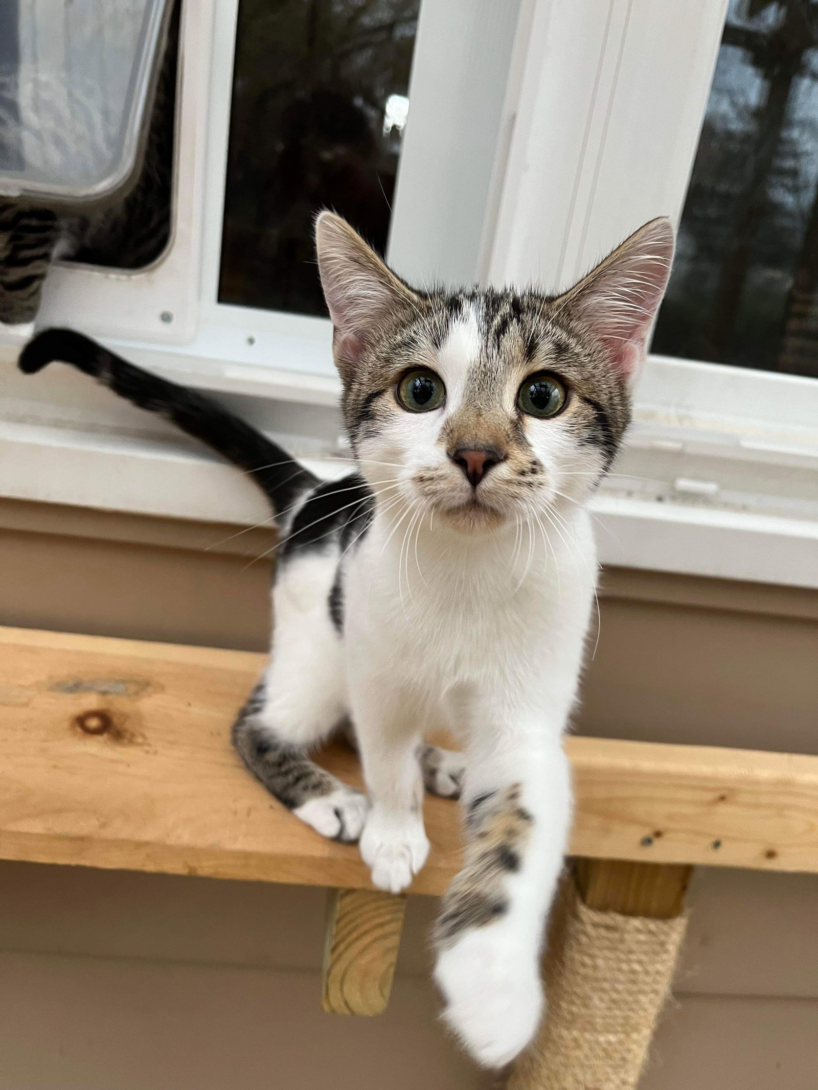 Cats for Adoption in Crooksville, Ohio | Alpha Paw