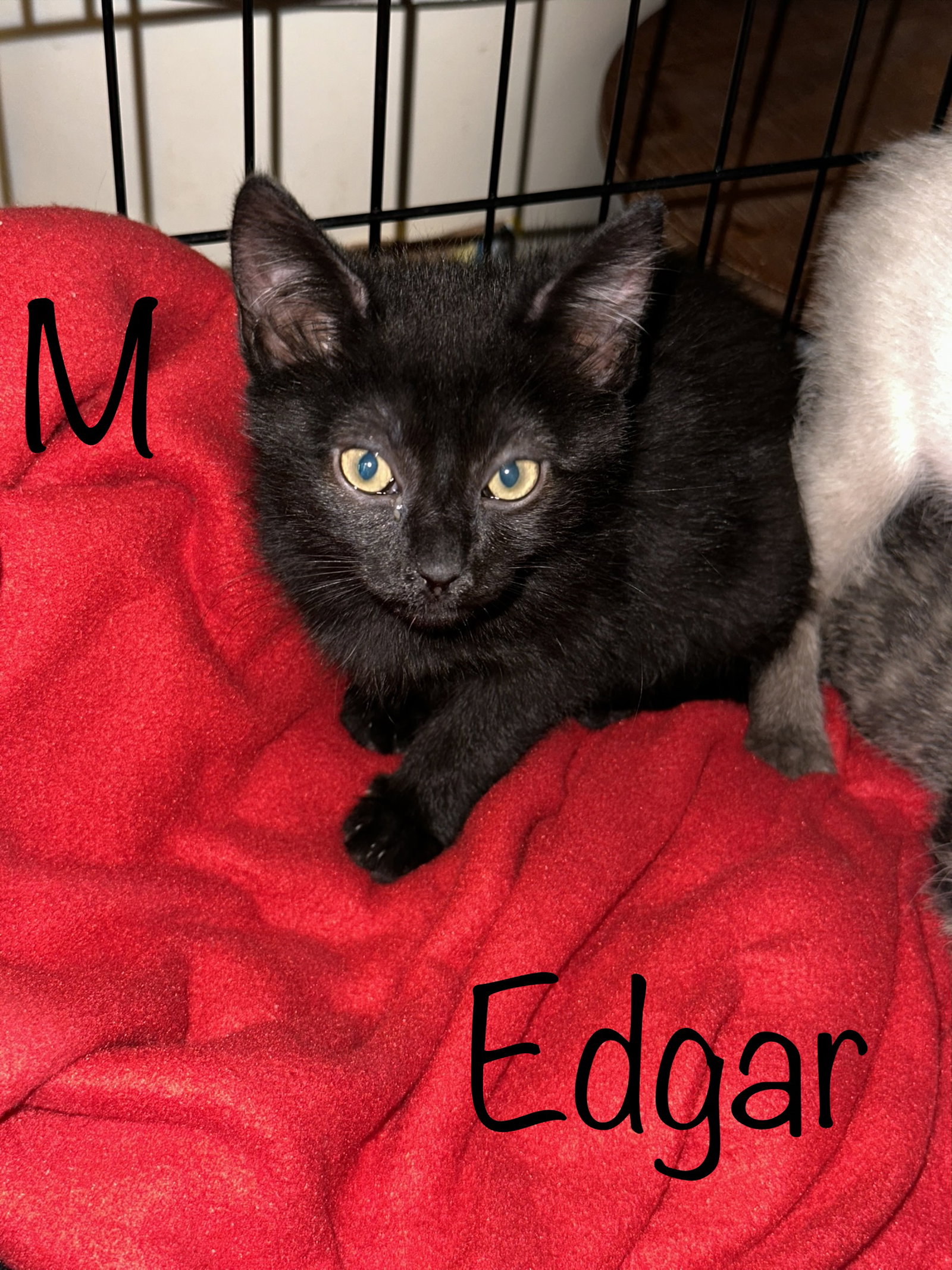 Edgar's Web Page