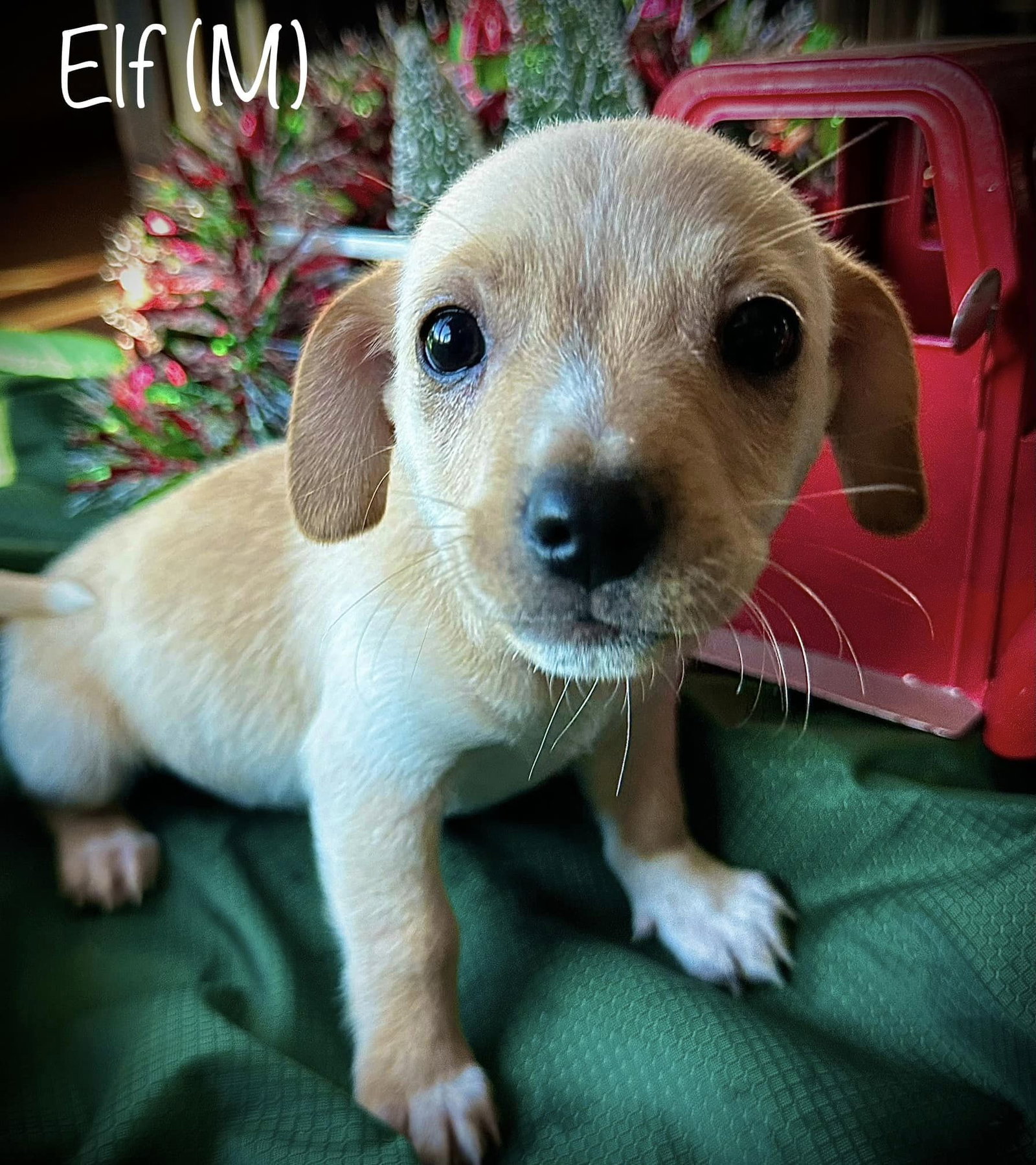 Dog for Adoption - Holiday Crew - Elf, a Dachshund in Chillicothe, OH ...
