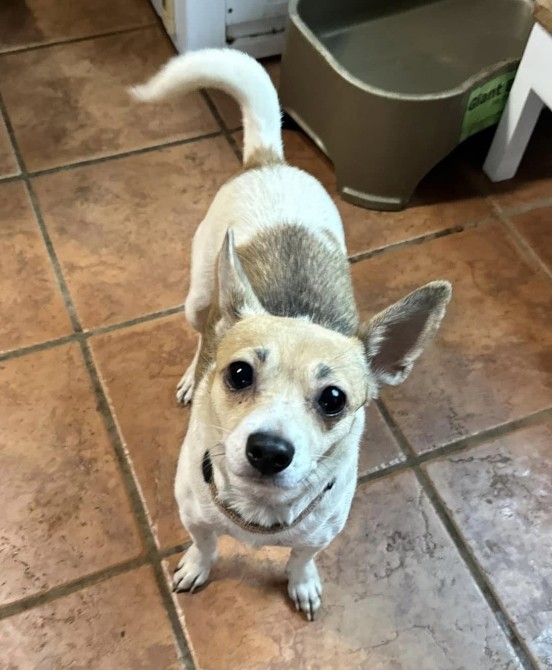 Dog for Adoption - Putters, a Chihuahua in Beechwood Trails, OH | Alpha Paw