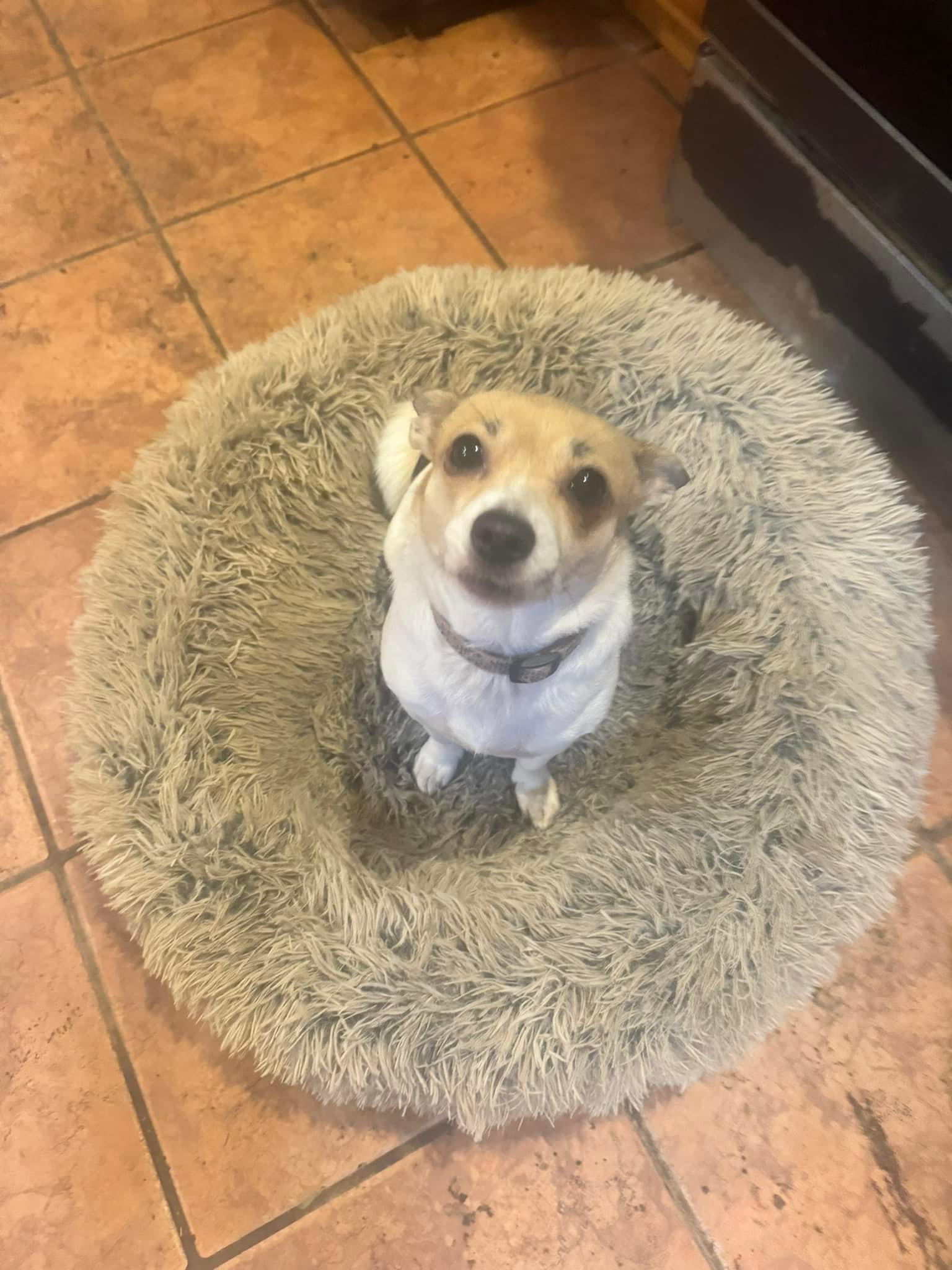 Dog for Adoption - Putters, a Chihuahua in Beechwood Trails, OH | Alpha Paw