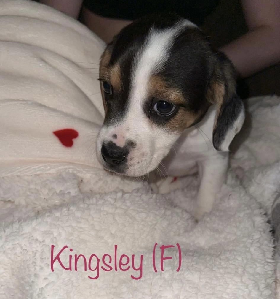 Dog for Adoption - Barbie Movie - Kingsley, a Beagle in Logan, OH ...