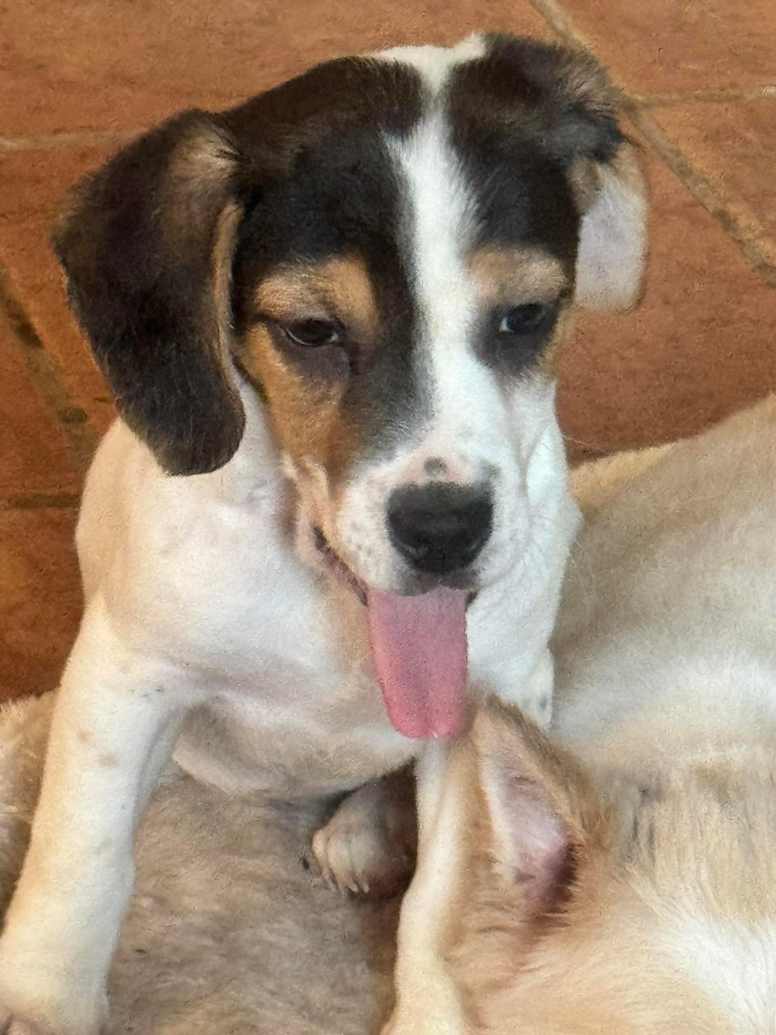 Dog for Adoption - Barbie Movie - Kingsley, a Beagle in Logan, OH ...