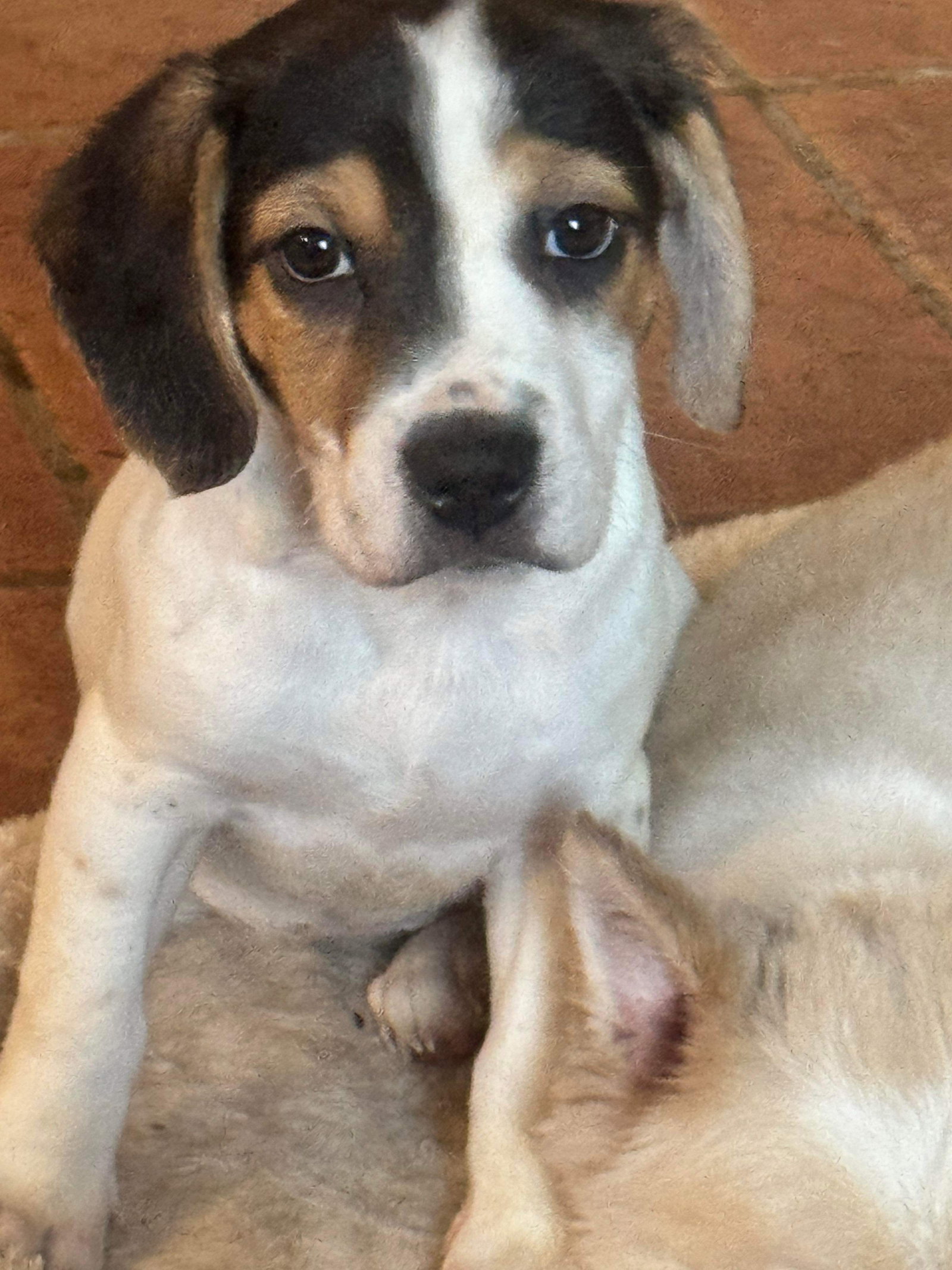 Dog for Adoption - Barbie Movie - Kingsley, a Beagle in Logan, OH ...