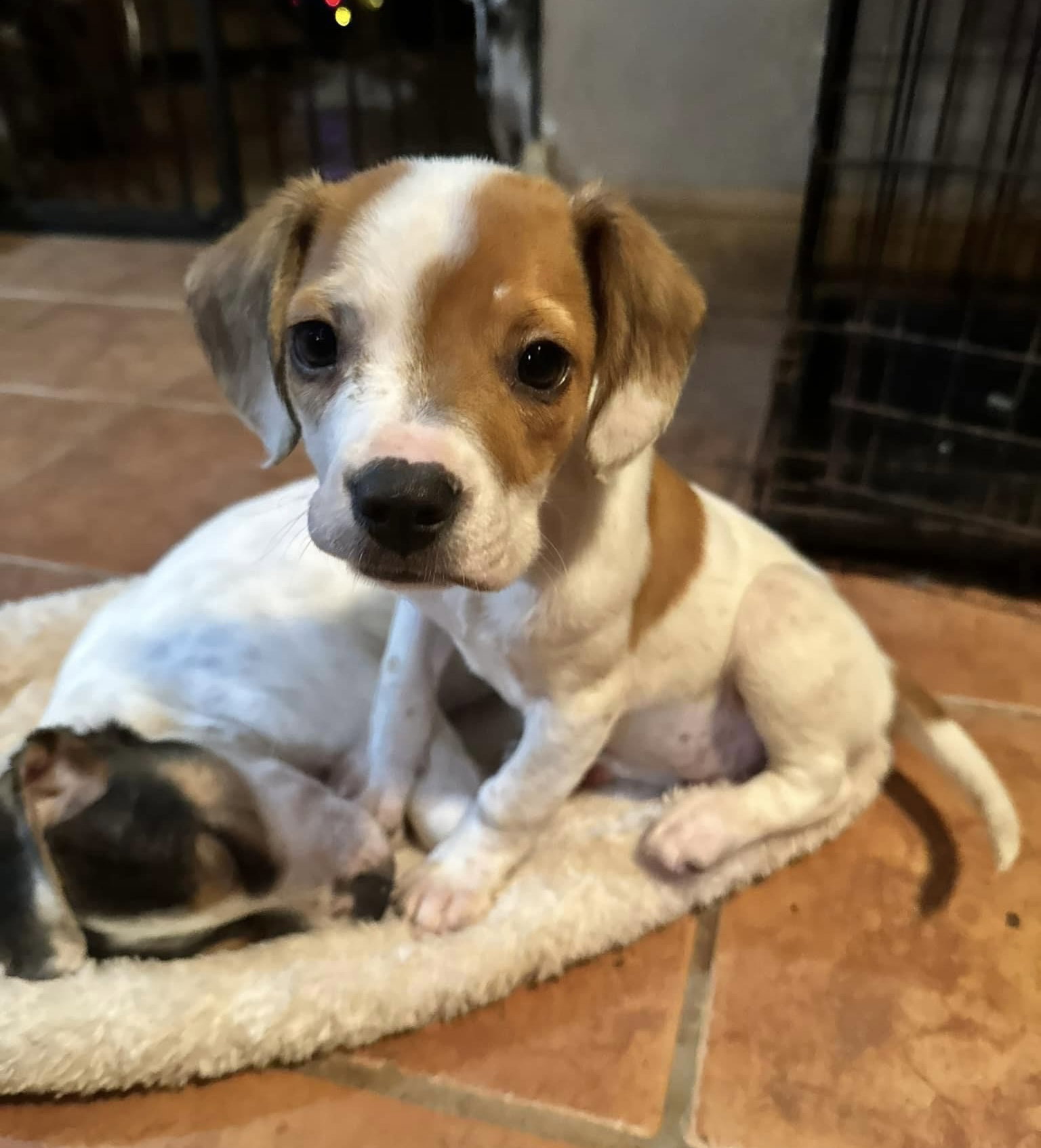 Dog for Adoption - Barbie Movie - Issa, a Beagle in Etna, OH | Alpha Paw