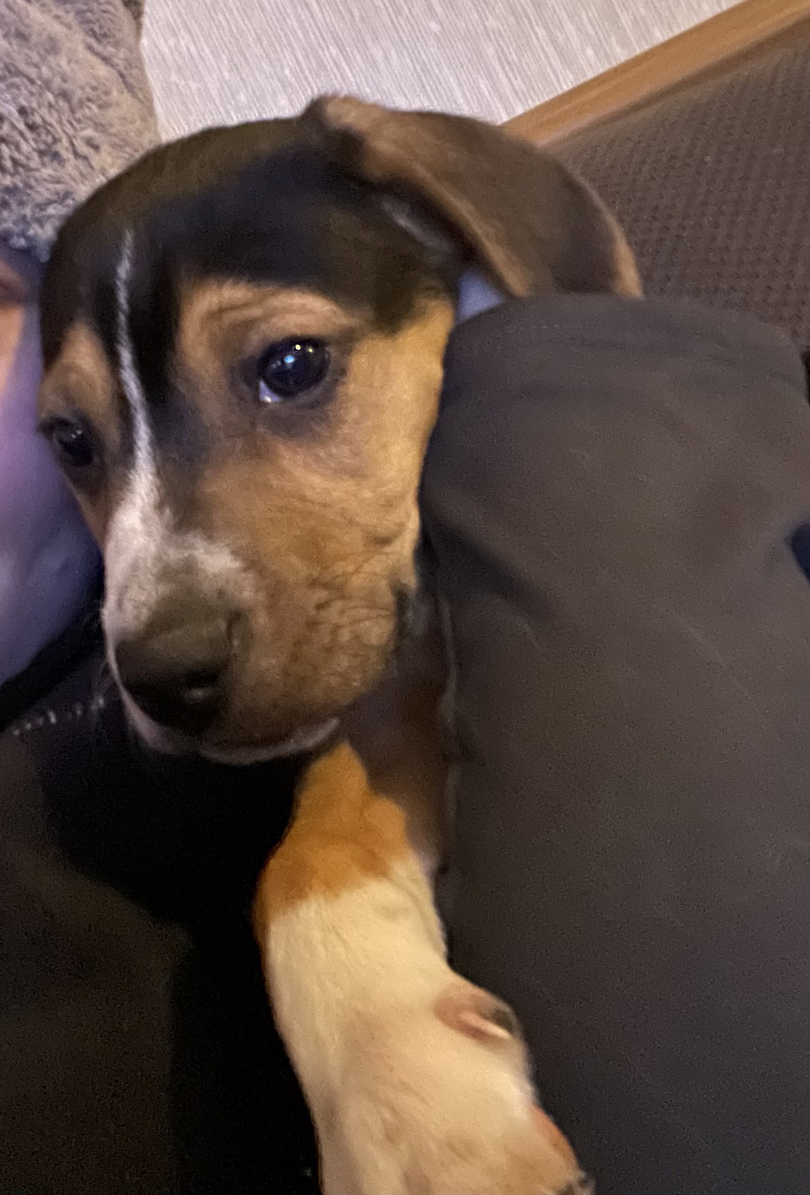 Dog for Adoption - Barbie Movie - Tracker, a Beagle in Frankfort, OH ...