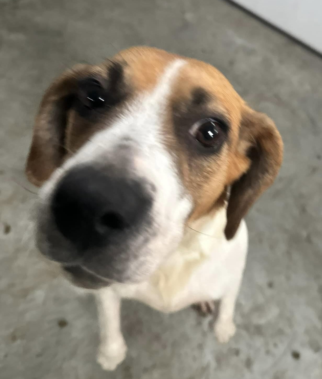 Dog for Adoption - Barbie Movie ~ Barbie, a Beagle in Frankfort, OH ...