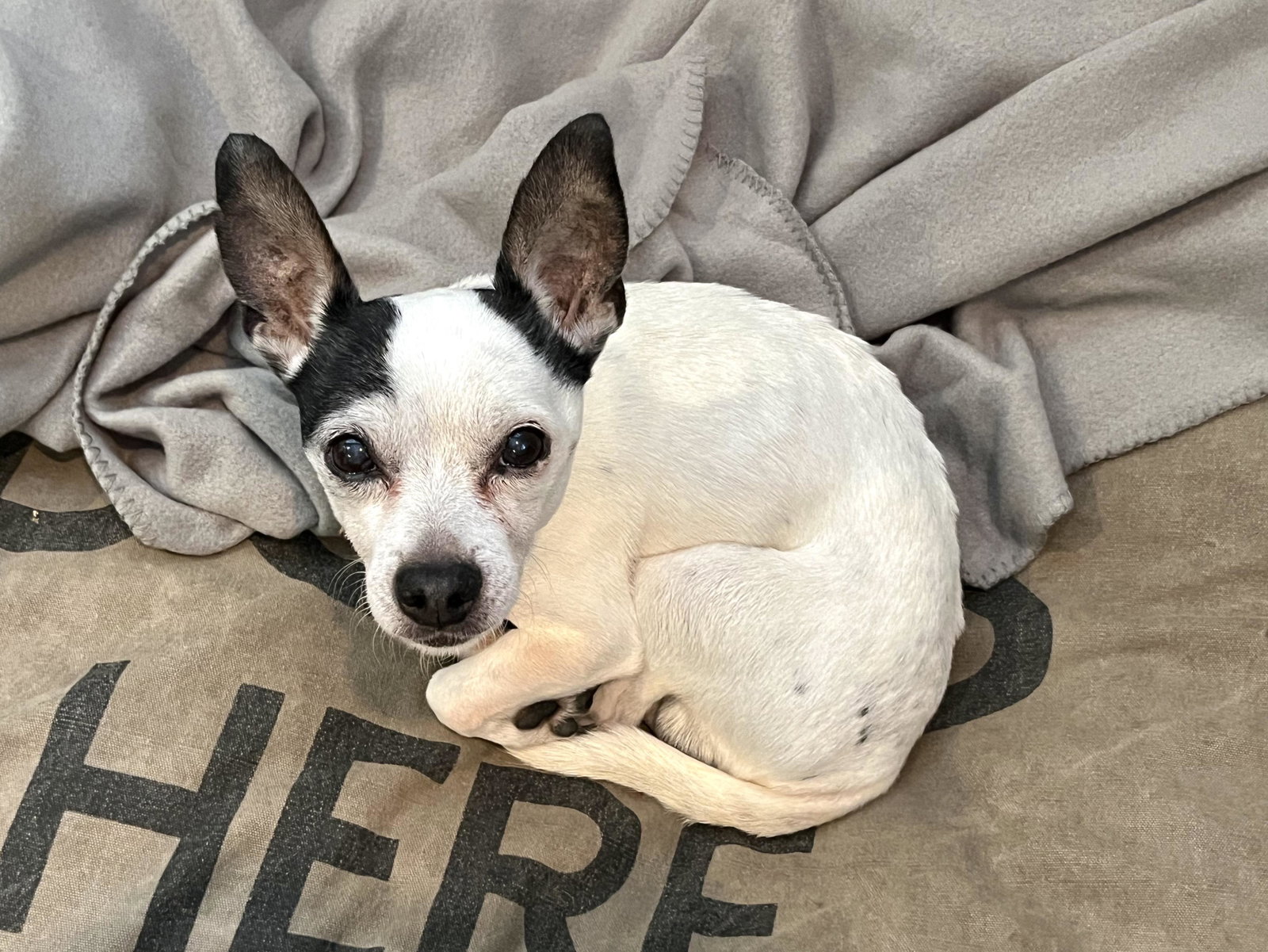 Dog for Adoption - Bobby Wiggles, a Chihuahua in Licking County, OH ...