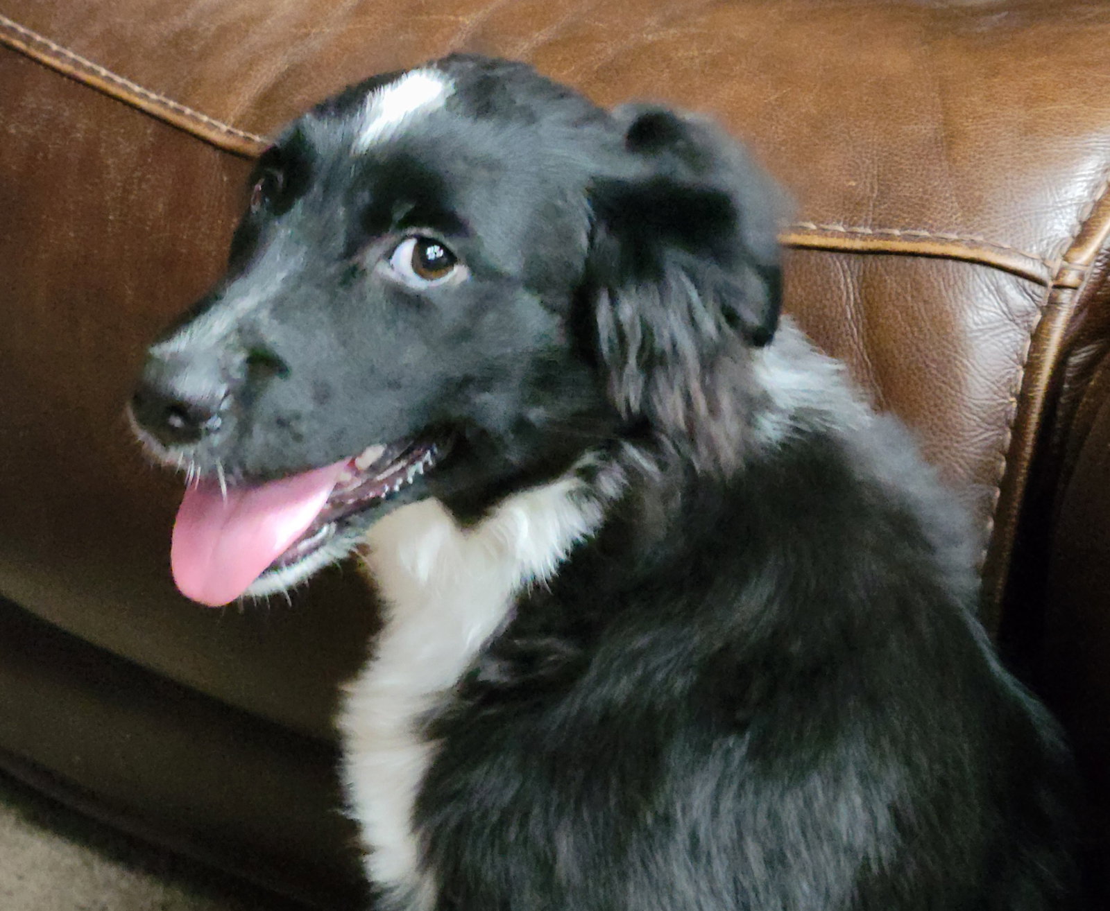 Dog for Adoption - Aussie Girls - Astra, a Australian Shepherd in ...