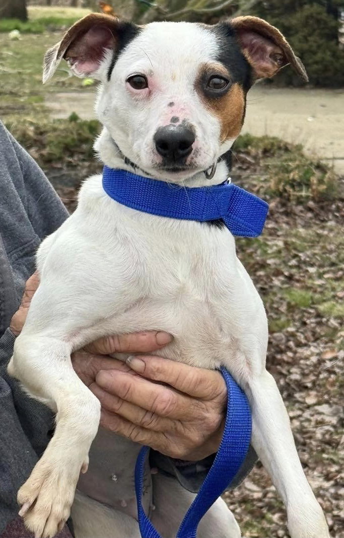 Dog for Adoption - Sadie Lady, a Rat Terrier in Groveport, OH | Alpha Paw
