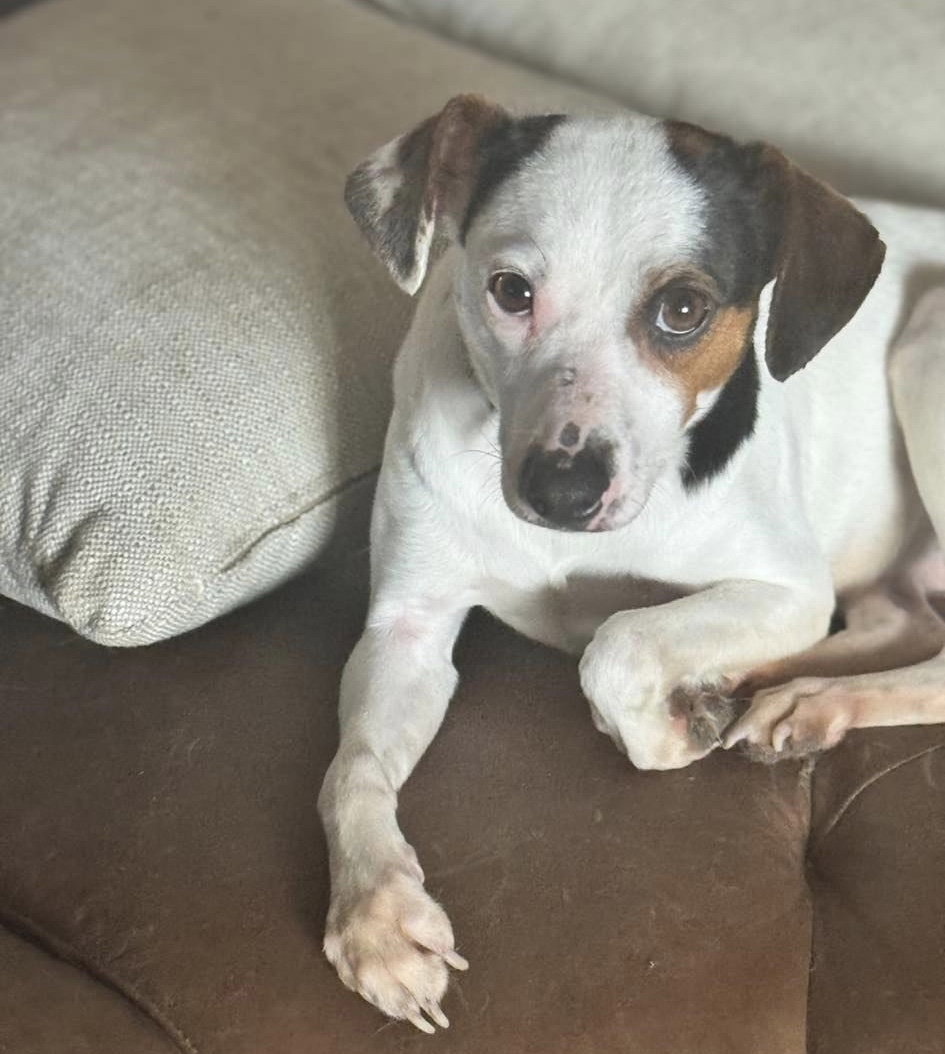 Dog for Adoption - Sadie Lady, a Rat Terrier in Groveport, OH | Alpha Paw