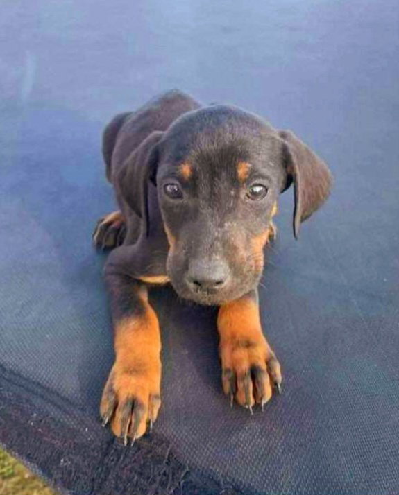 Dog for Adoption - Dobie Duo: Bronco, a Doberman Pinscher in Lewis ...
