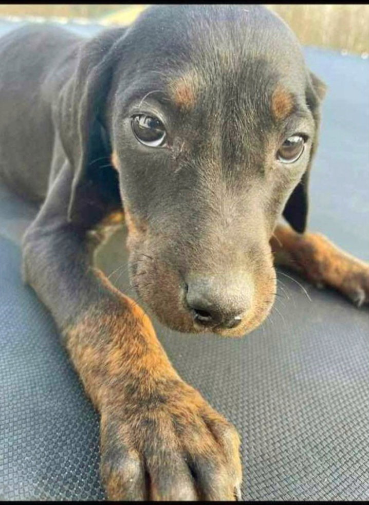 Dog for Adoption - Dobie Duo: Bronco, a Doberman Pinscher in Logan, OH ...