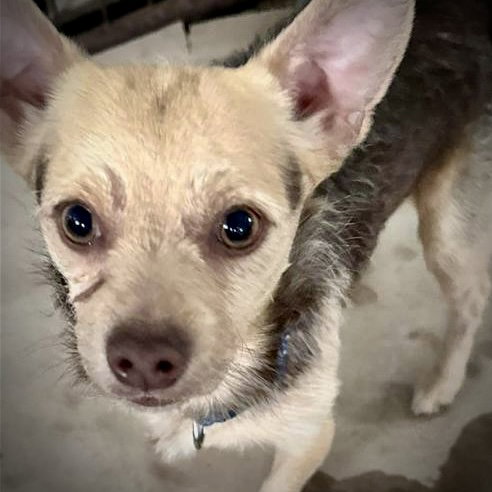Dog for Adoption - Stalker, a Chihuahua in Pike County, OH | Alpha Paw