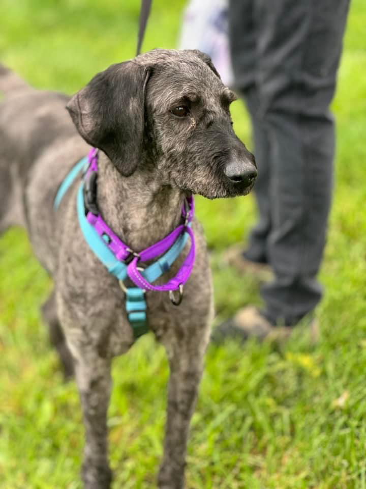 Dog for Adoption - Raggedy Ann, a Labrador Retriever in Franklin County ...