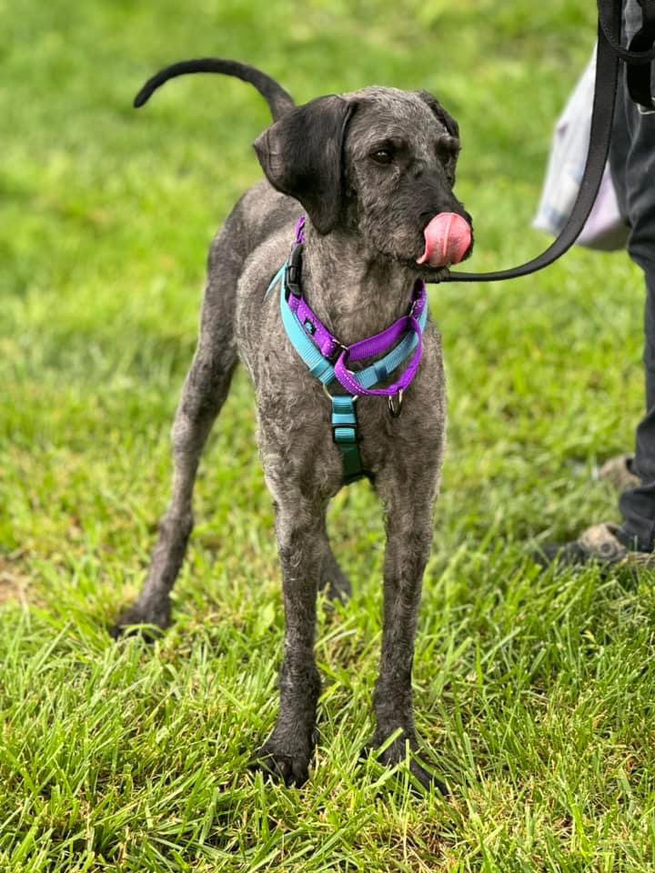 Dog for Adoption - Raggedy Ann, a Labrador Retriever in Franklin County ...