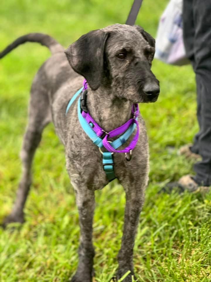 Dog for Adoption - Raggedy Ann, a Labrador Retriever in Franklin County ...