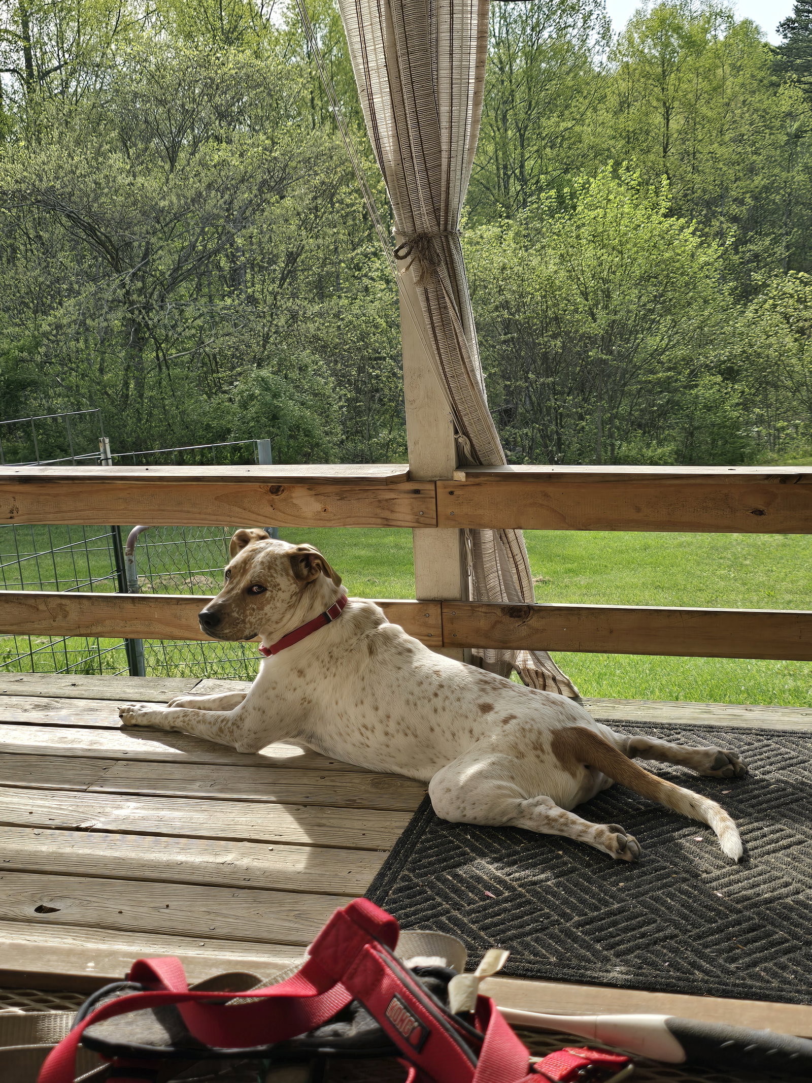 Dog for Adoption - Freckles Frederick, a Great Pyrenees in Fairfield ...