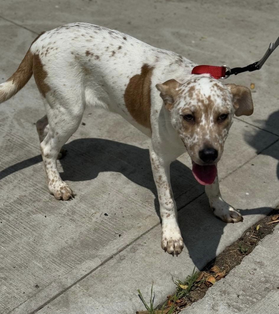 Dog for Adoption - Freckles Frederick, a Great Pyrenees in Lewis Center ...