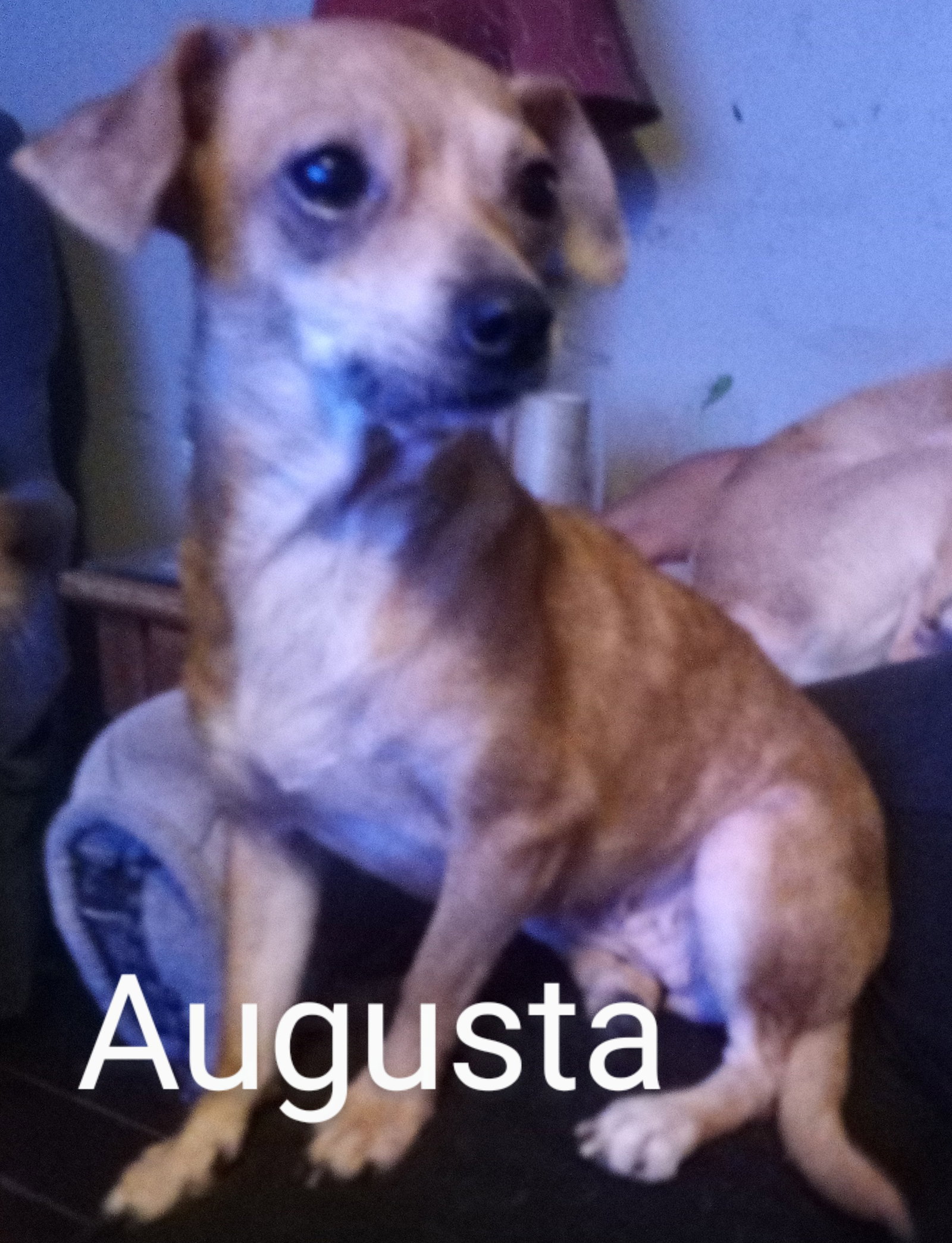 Augusta's Web Page