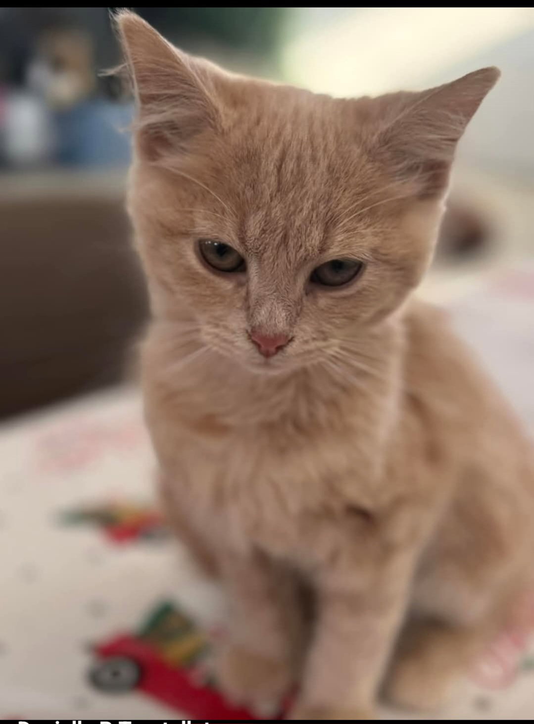 Belle (Kitty)'s Web Page