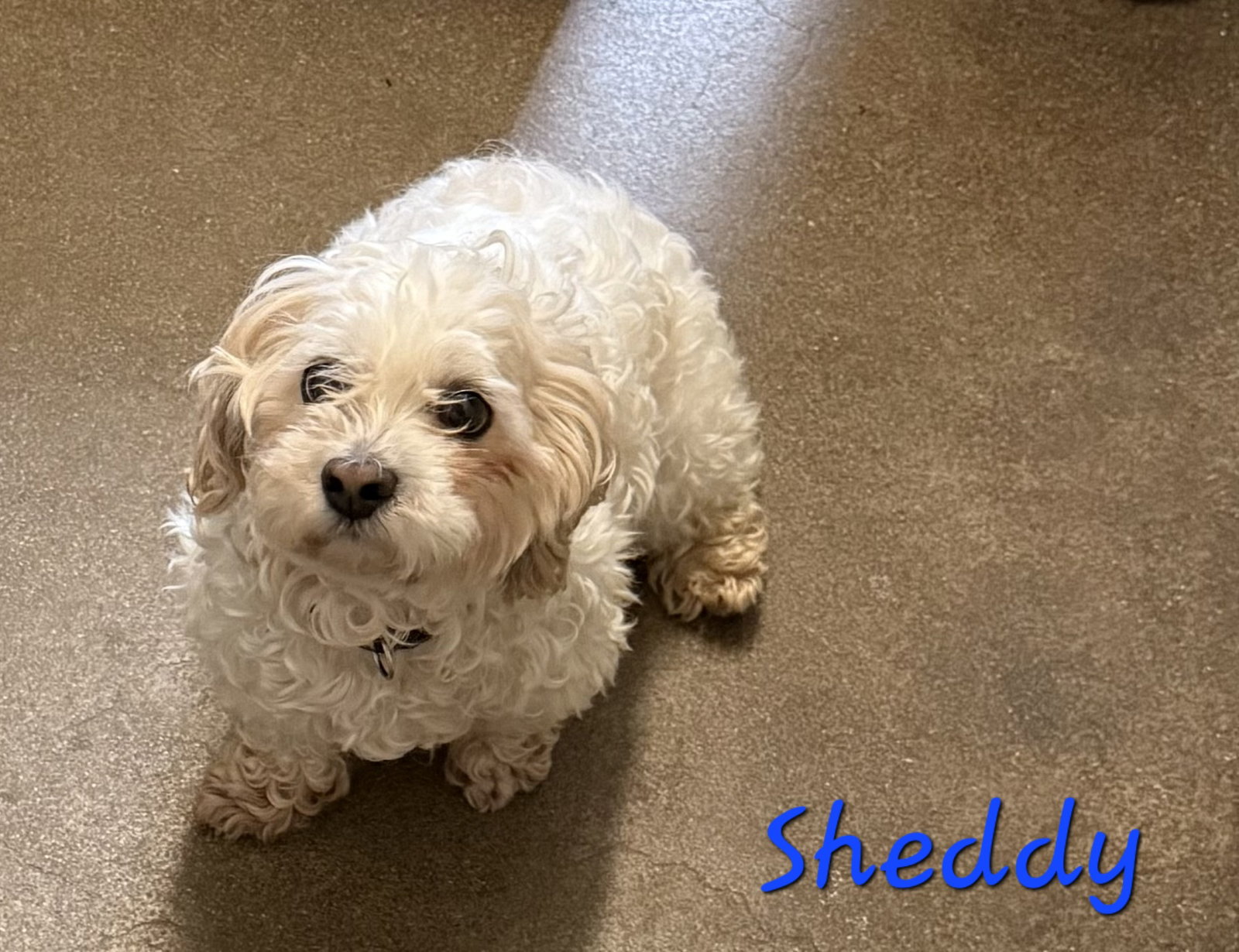 Sheddy's Web Page