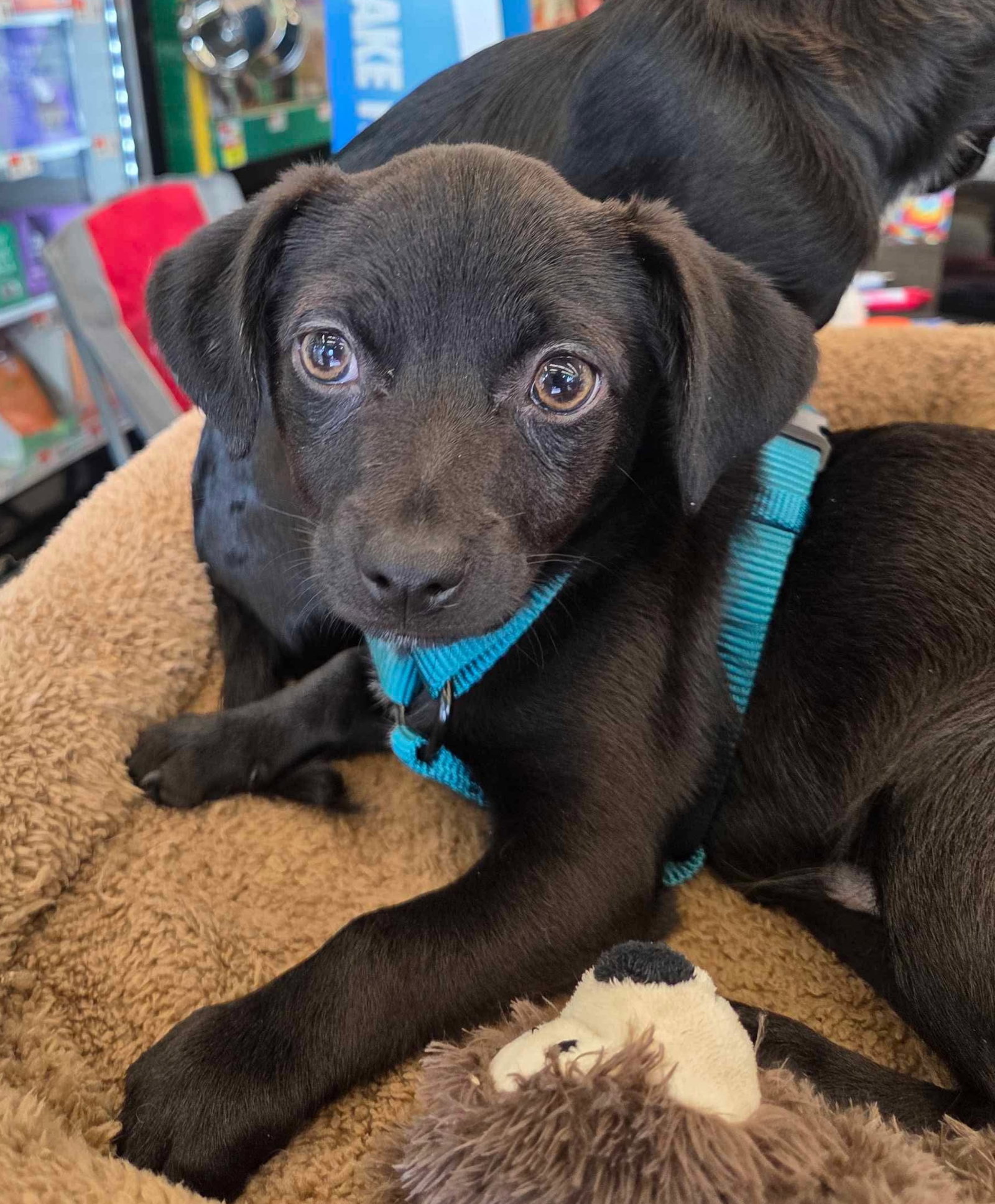 Gabby's Puppies - Gabe's Web Page