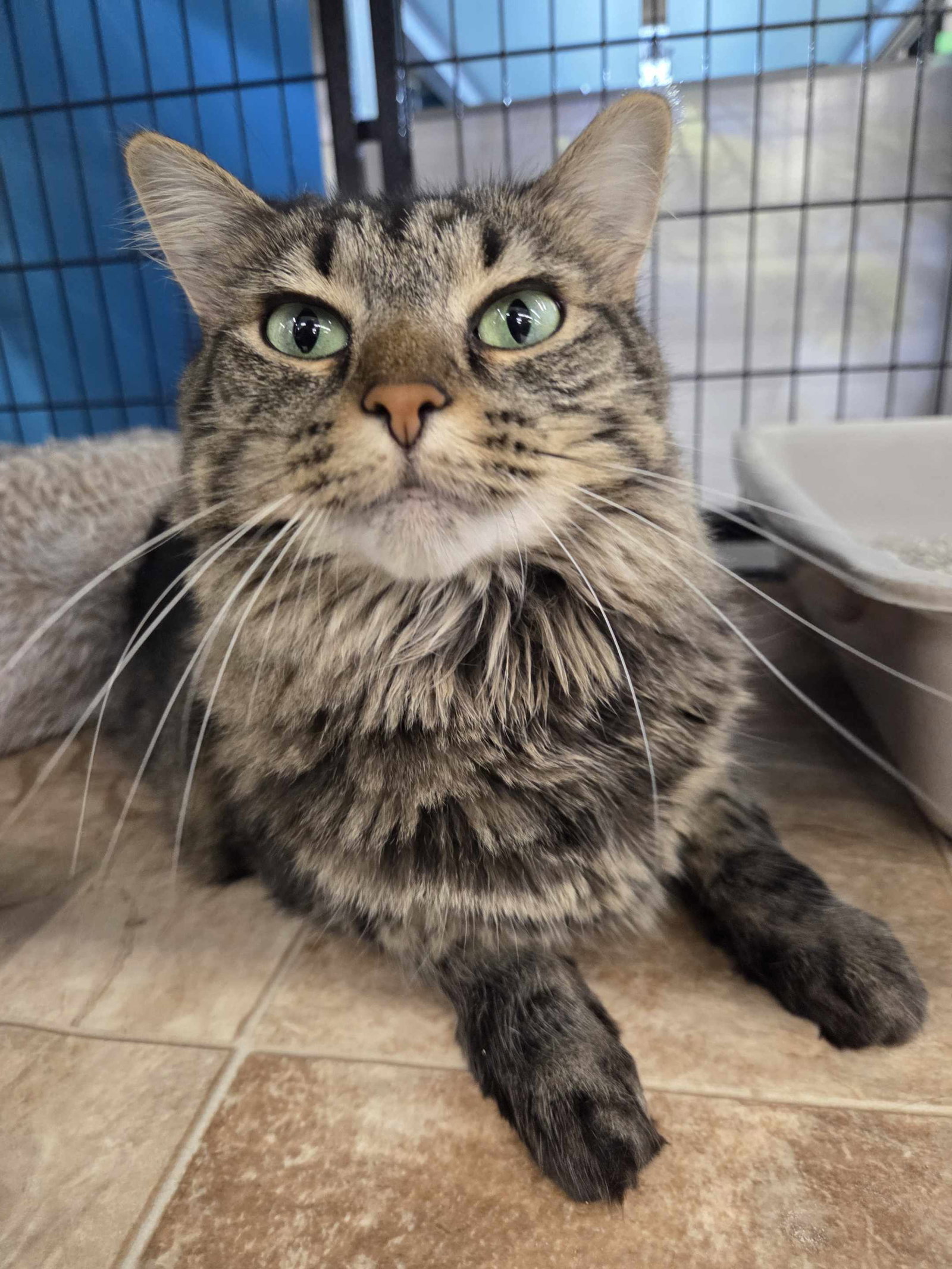 Pepper (Kitty)'s Web Page