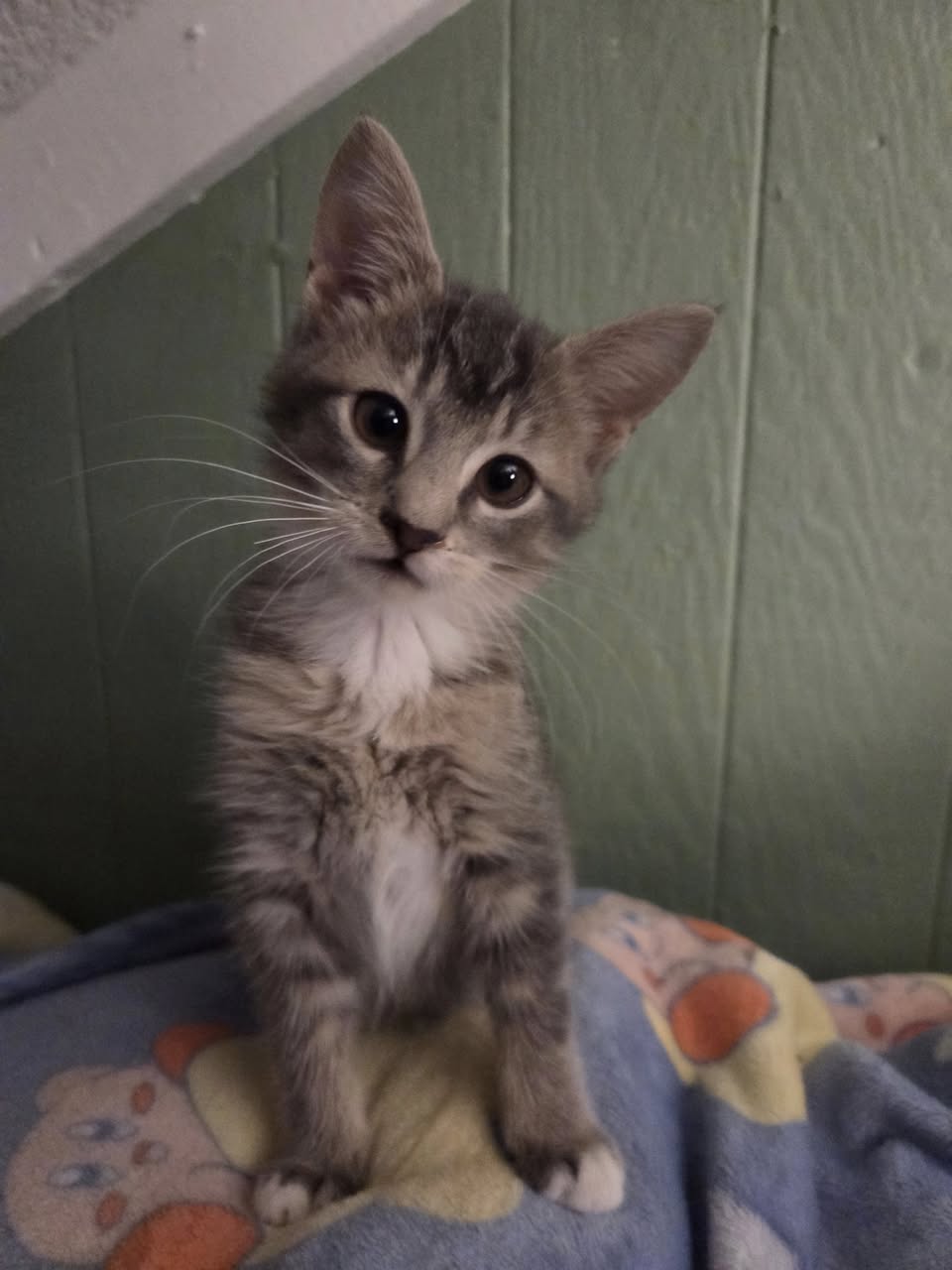 Windy (Kitty)'s Web Page