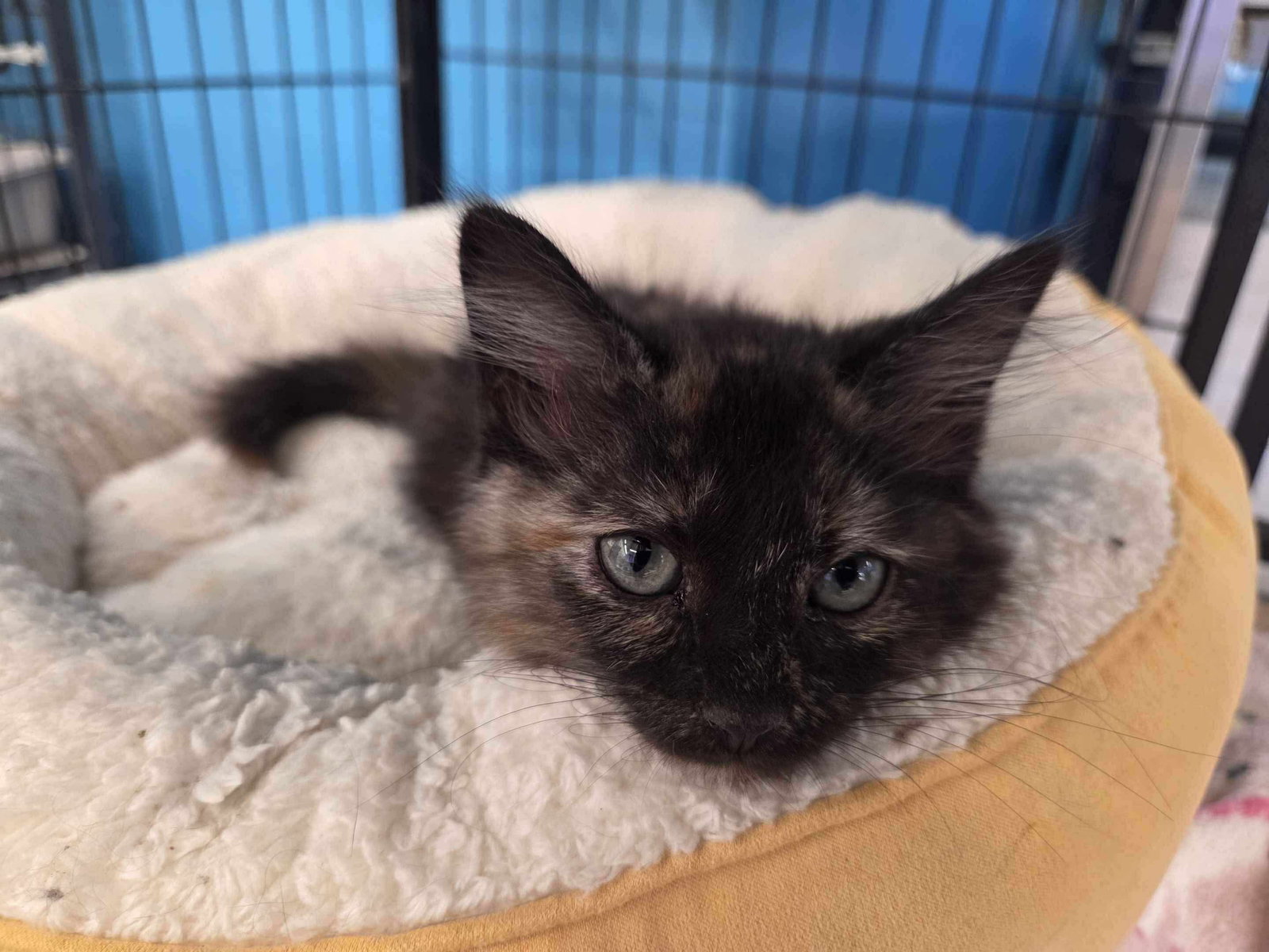 Lime (Kitty)'s Web Page